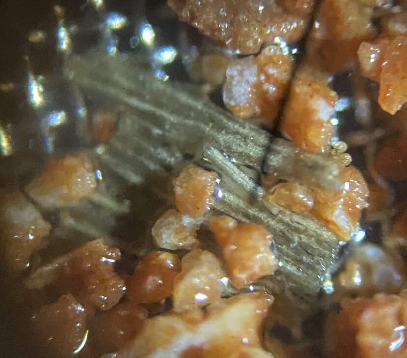 Carboniferous Microfossils - Fossil ID - The Fossil Forum