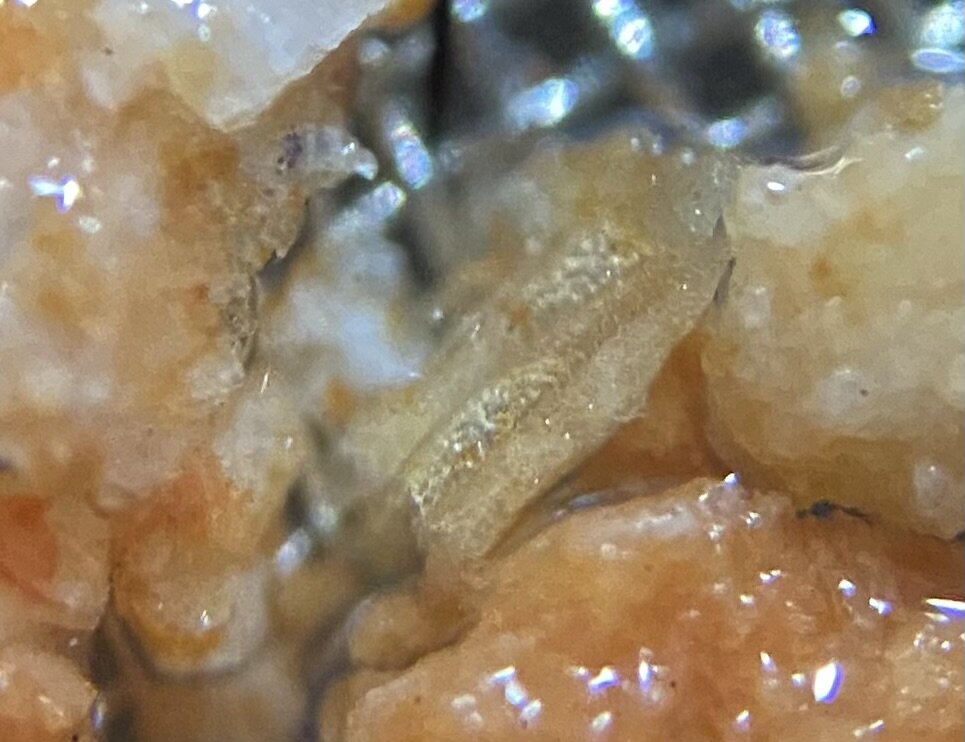 Carboniferous Microfossils - Fossil ID - The Fossil Forum