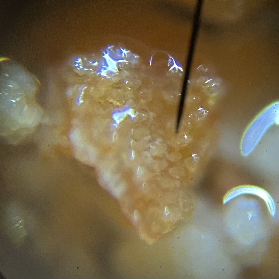 Carboniferous Microfossils - Fossil ID - The Fossil Forum