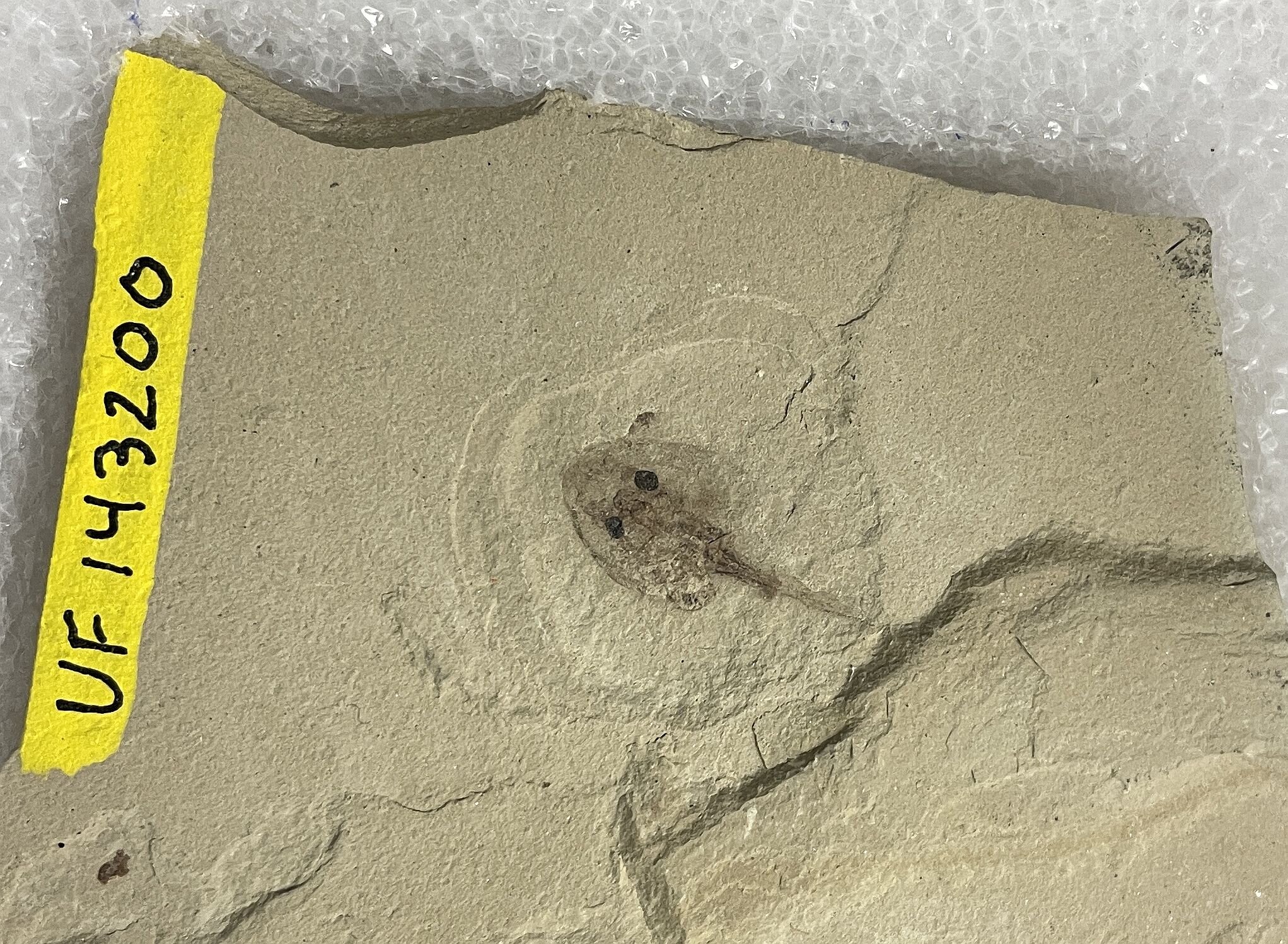 A trip to a University Research Lab - A Trip to the Museum - The Fossil ...