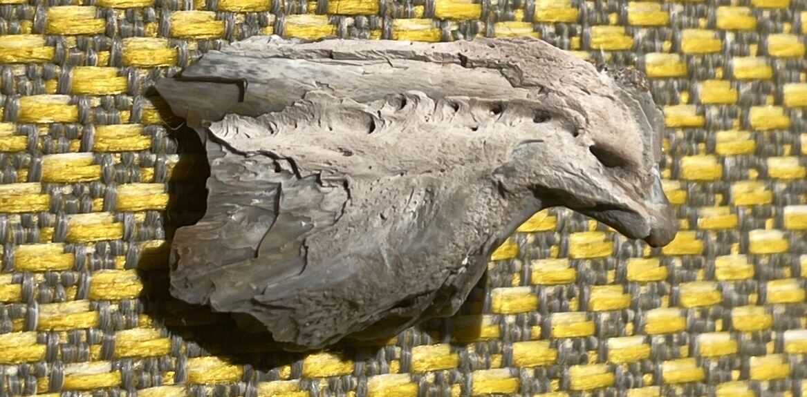 Bone Valley Creek - Fossil ID - The Fossil Forum