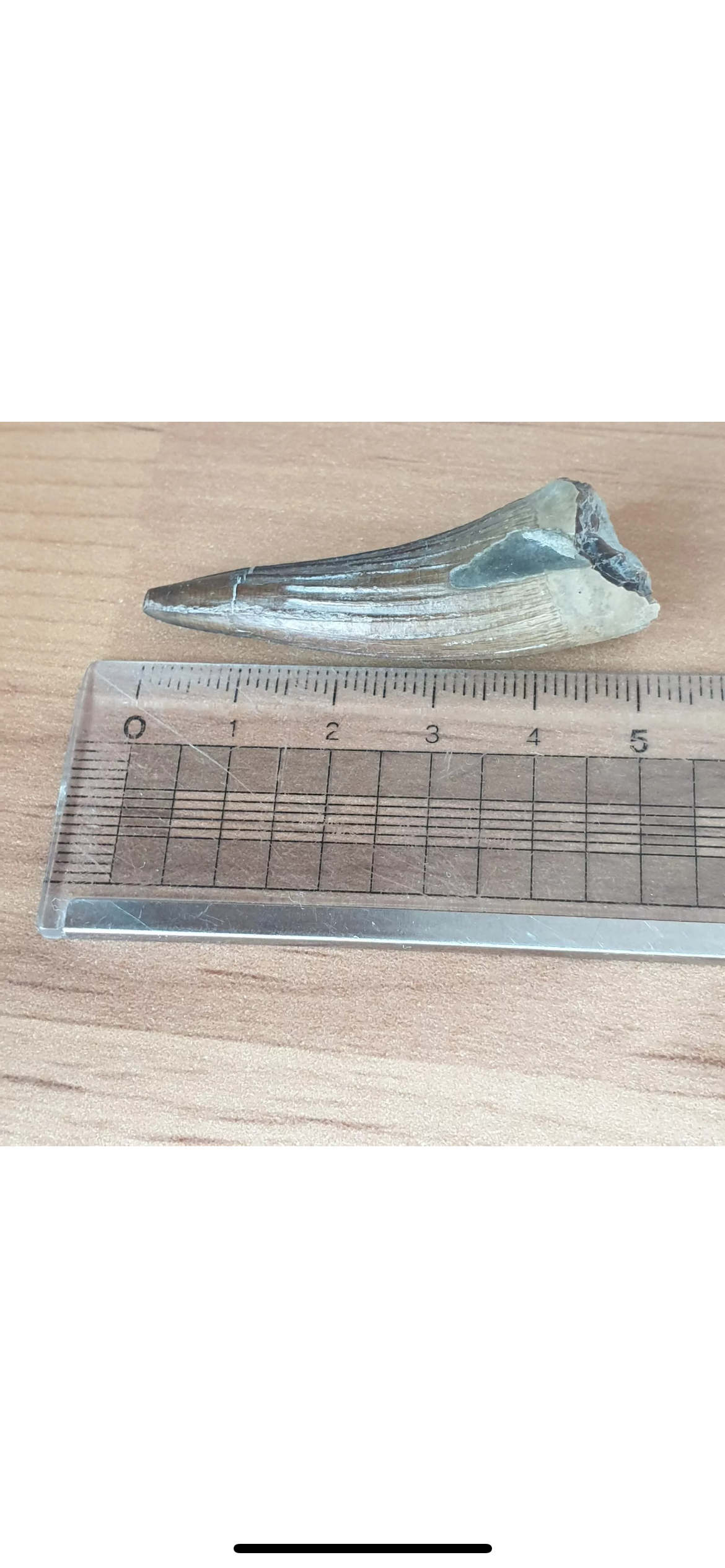 Liopleurodon Tooth From Oxford Clay, Orton Brick Pit, Peterborough, UK ...