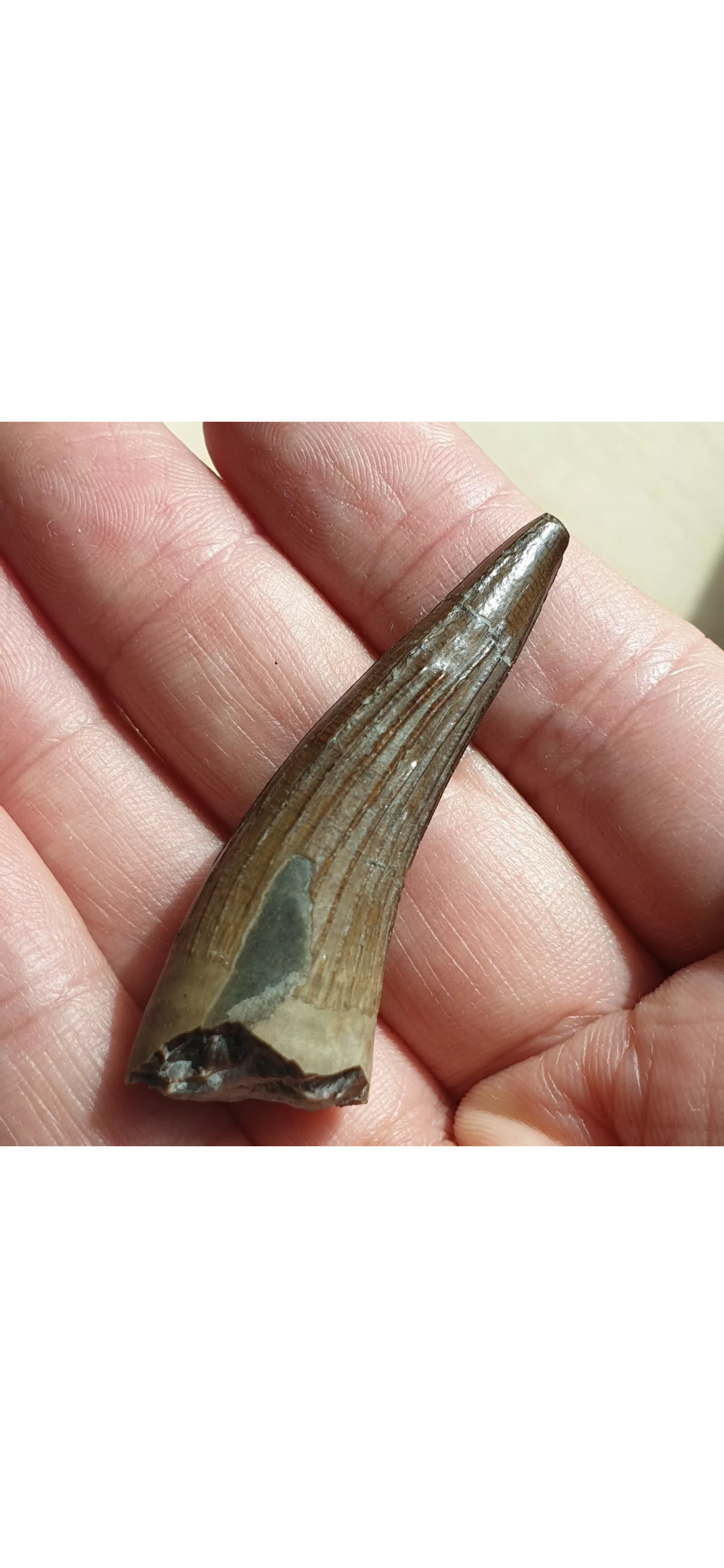 Liopleurodon Tooth From Oxford Clay, Orton Brick Pit, Peterborough, UK ...
