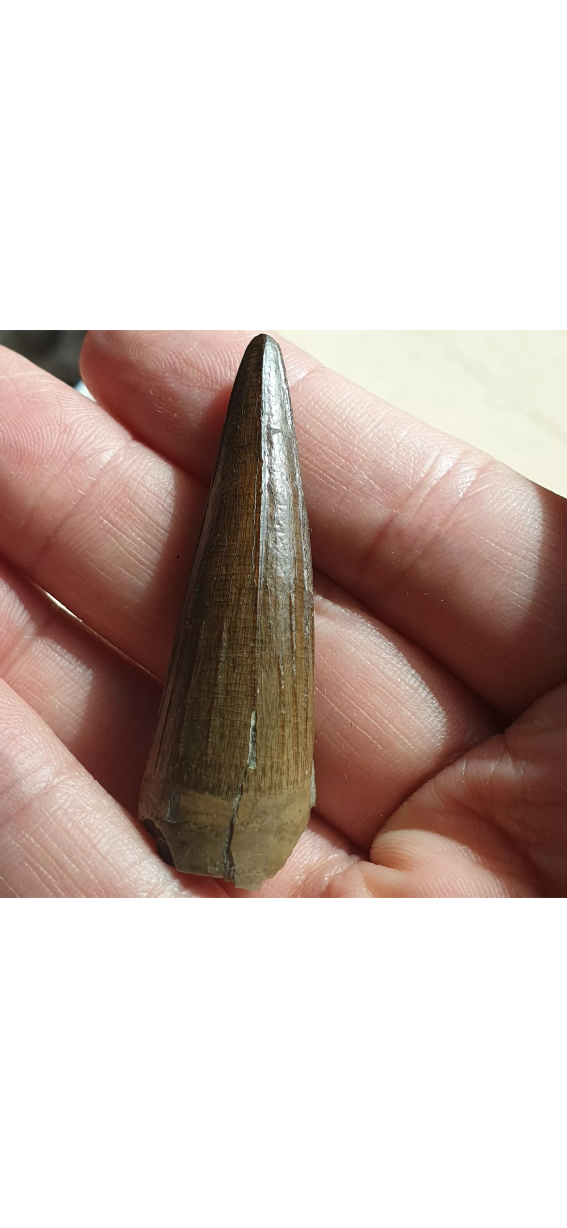 Liopleurodon Tooth From Oxford Clay, Orton Brick Pit, Peterborough, UK ...