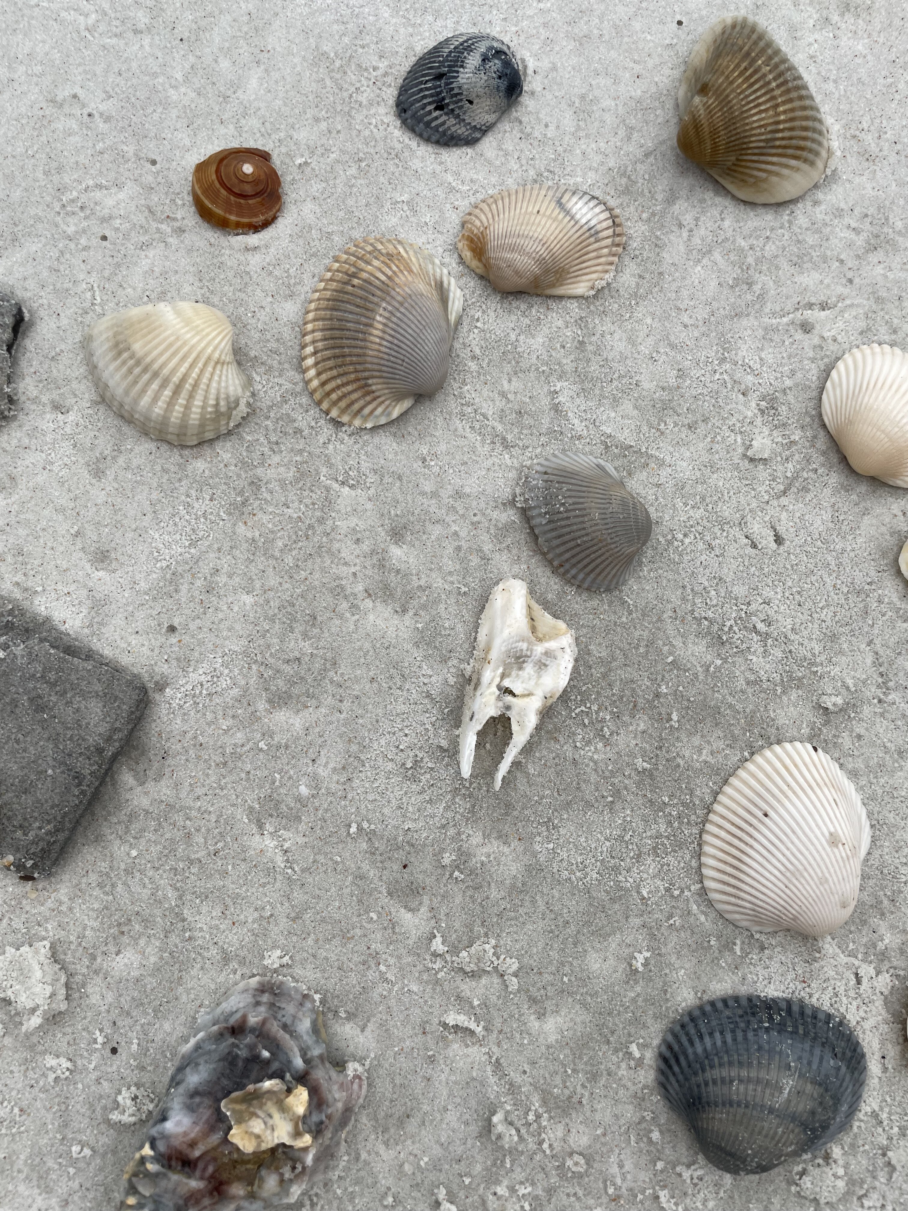Fossil on the Beach Identification - Fossil ID - The Fossil Forum