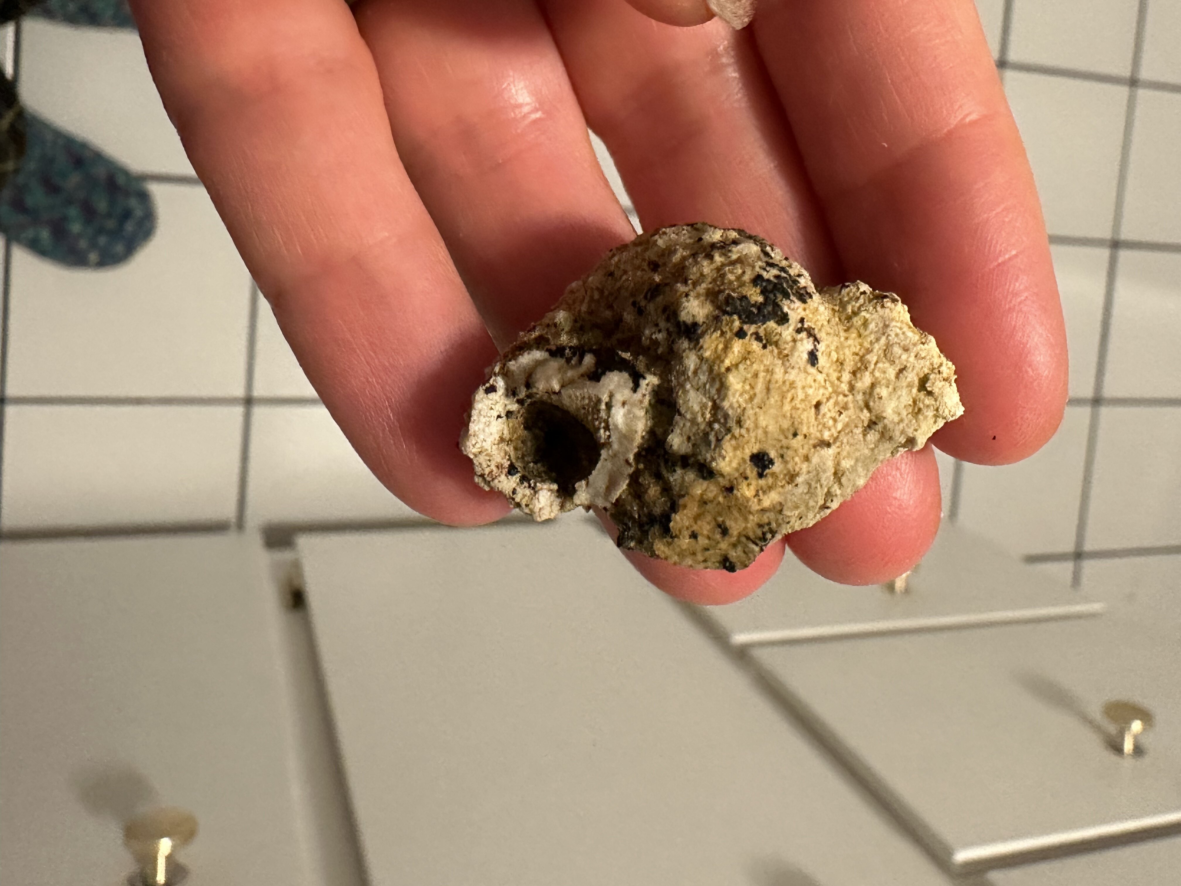 Bryozoa on worm shell? - Fossil ID - The Fossil Forum
