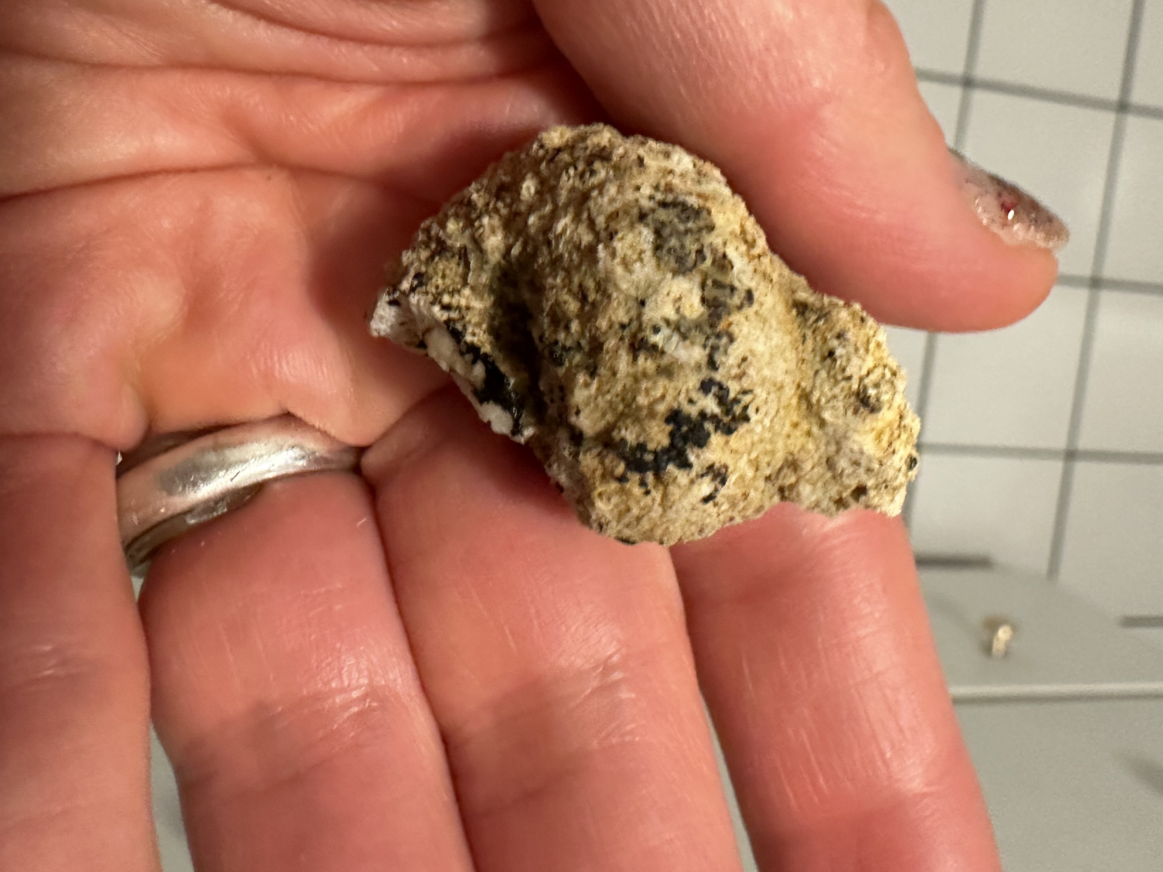 Bryozoa on worm shell? - Fossil ID - The Fossil Forum