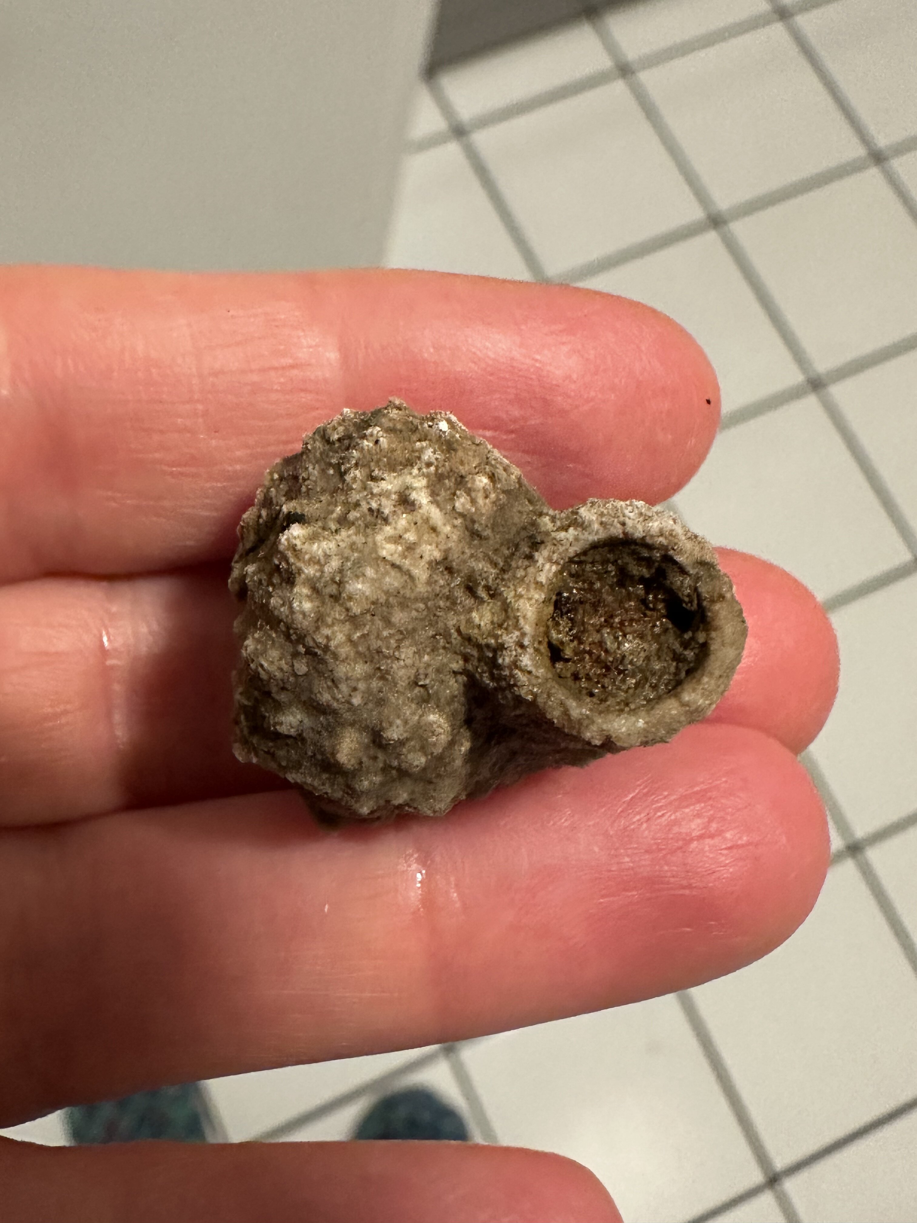 Bryozoa on worm shell? - Fossil ID - The Fossil Forum