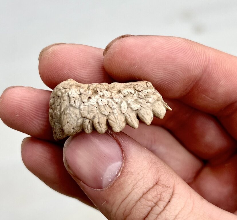 February 2024 Vertebrate Fossil Of The Month Poll - Fossil of the Month ...