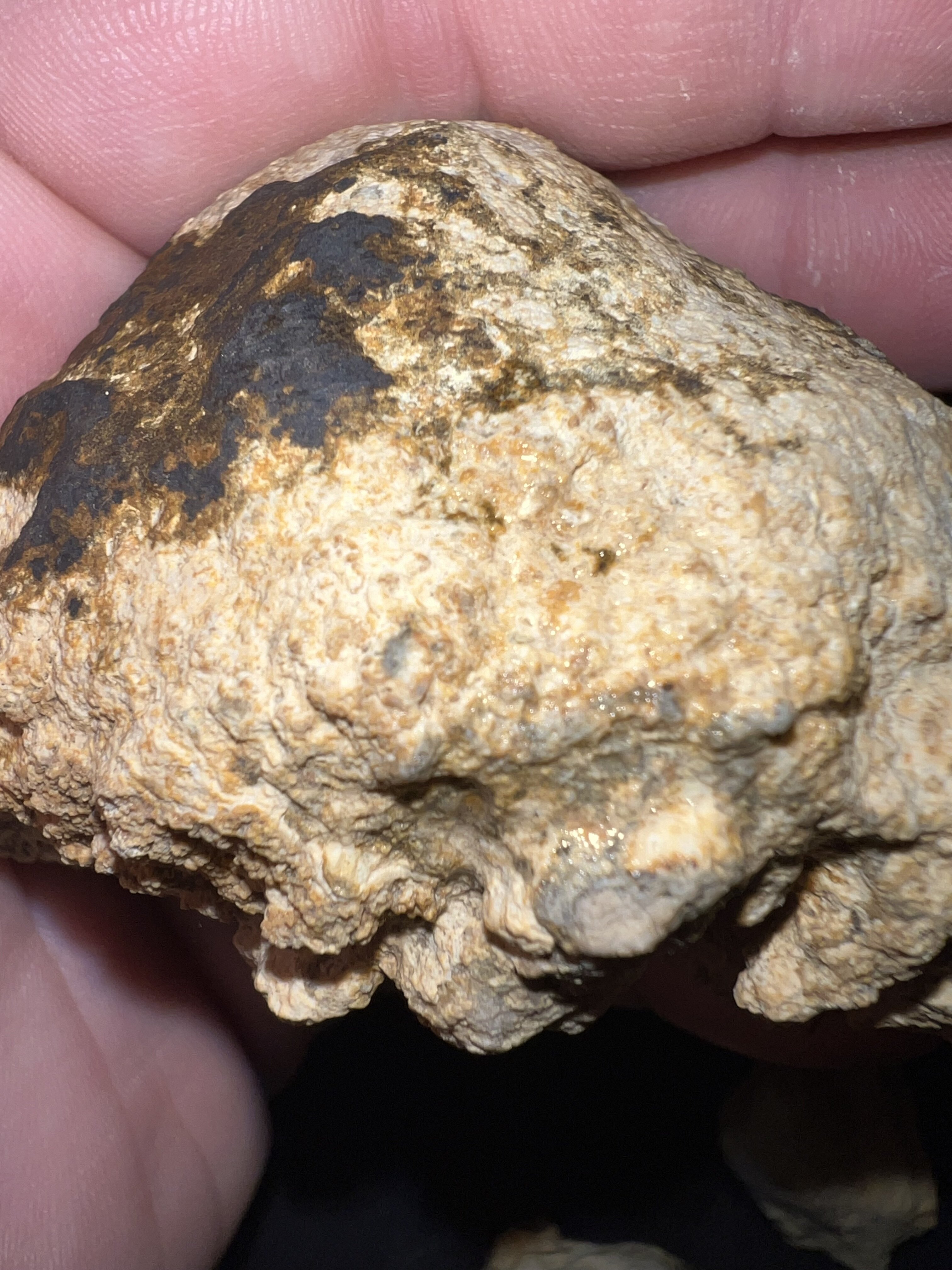 Small mammoth tooth maybe? Other ideas? Central Texas - Fossil ID - The ...