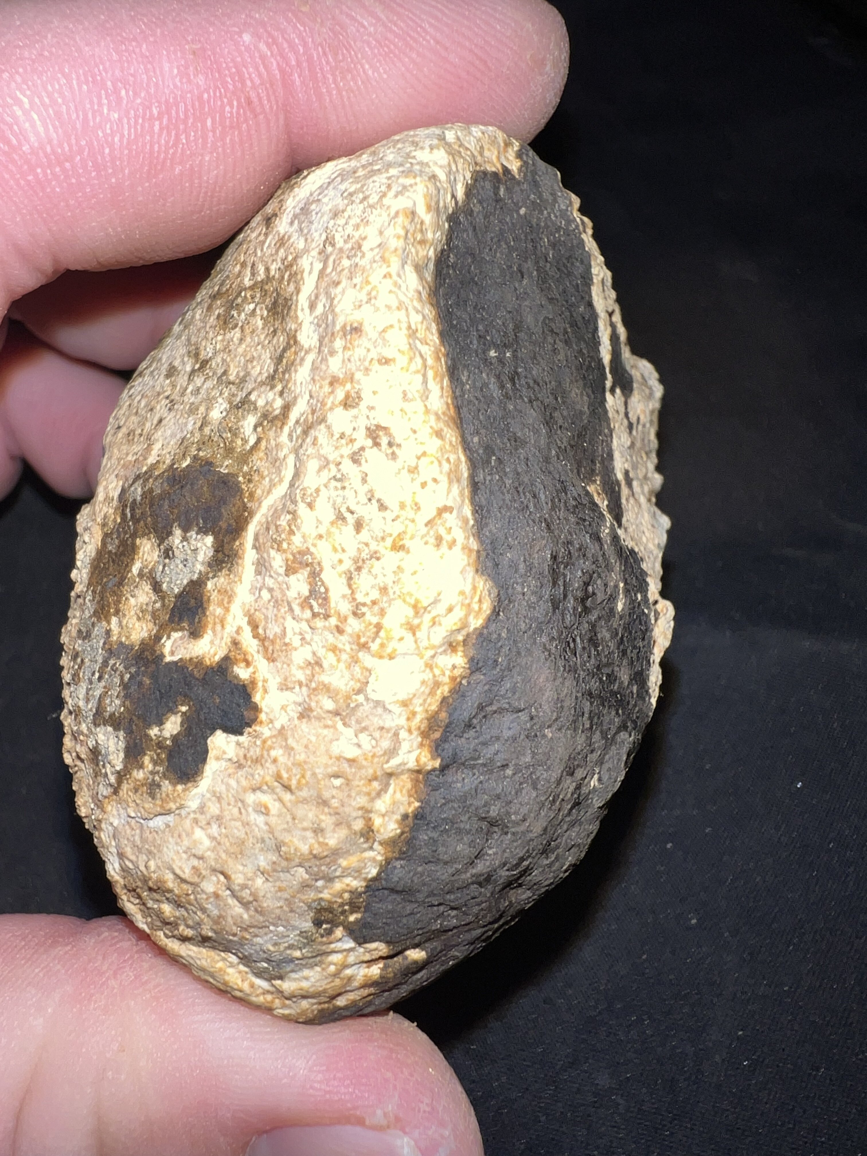 Small mammoth tooth maybe? Other ideas? Central Texas - Fossil ID - The ...