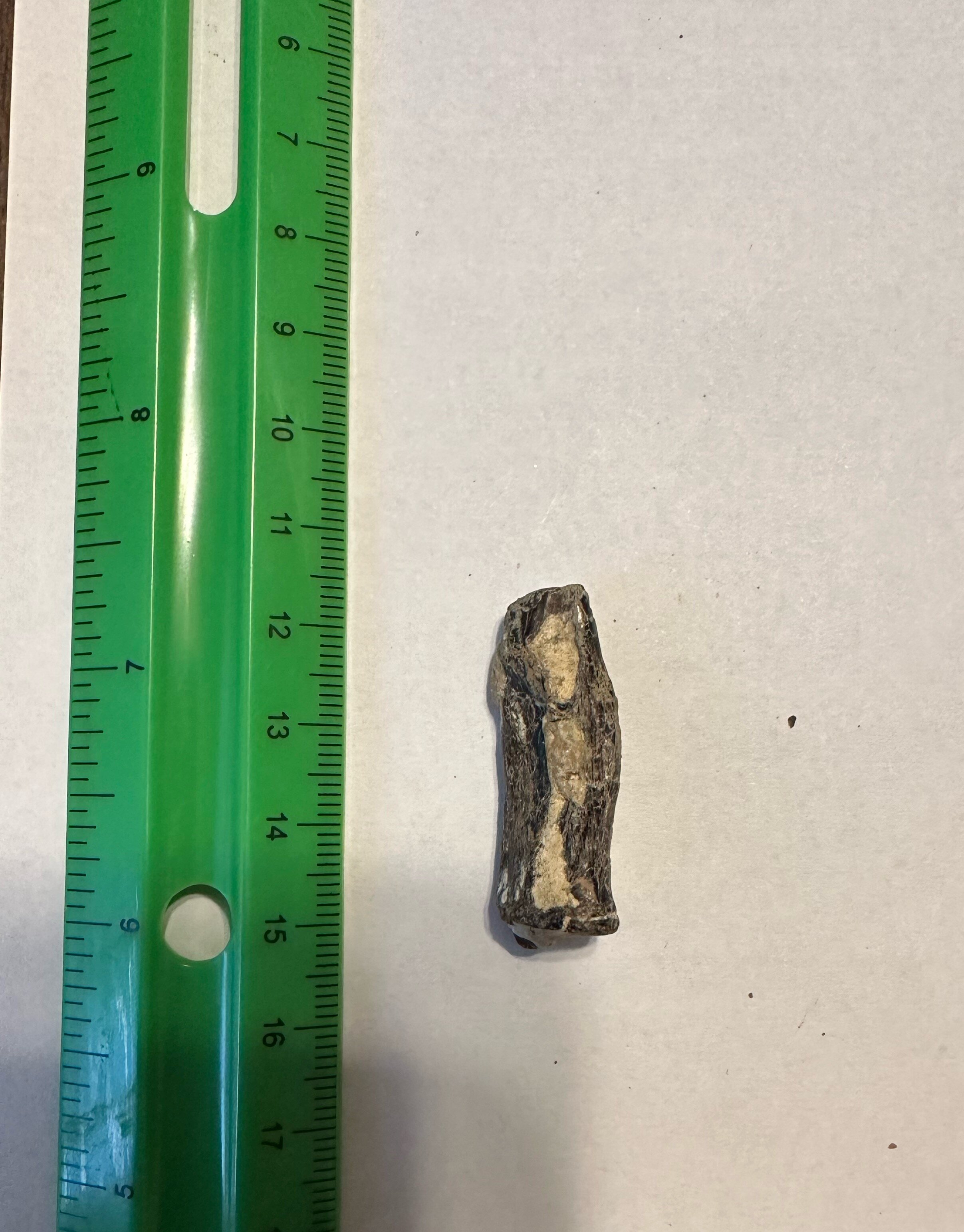 Fossils from Post Oak Creek and North Sulphur River in Texas - Fossil ...