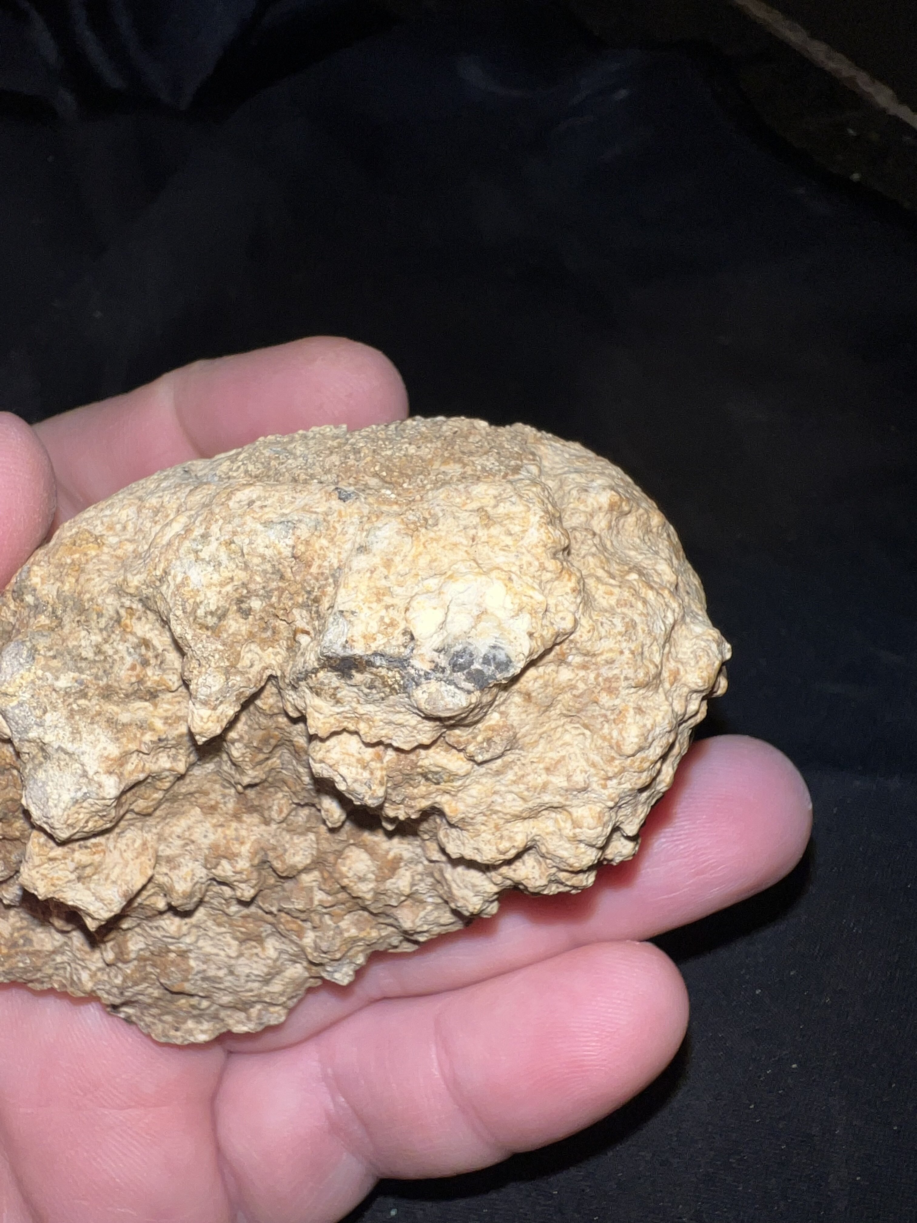 Small mammoth tooth maybe? Other ideas? Central Texas - Fossil ID - The ...