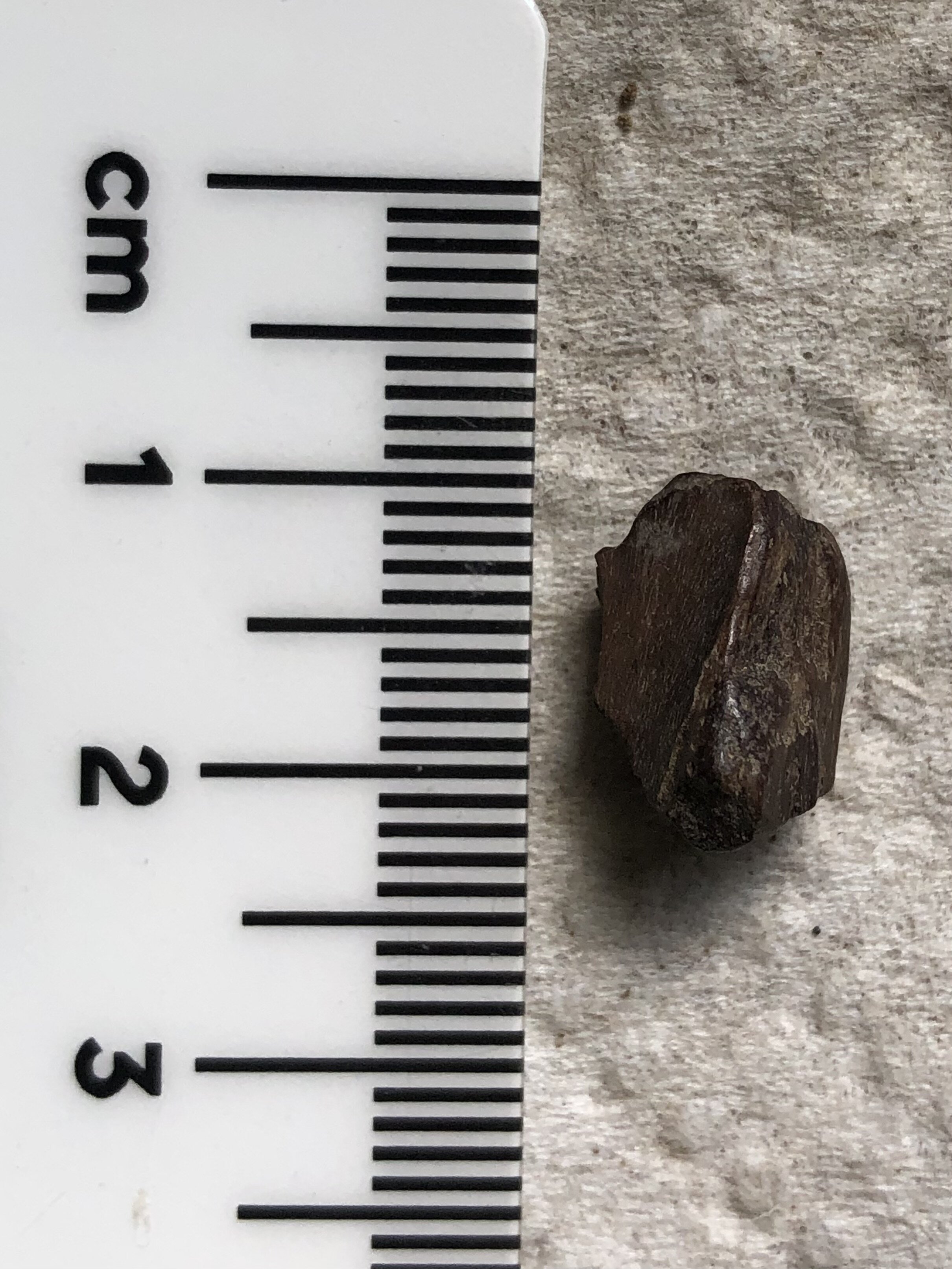 Hadrosaur spit tooth? - Fossil ID - The Fossil Forum