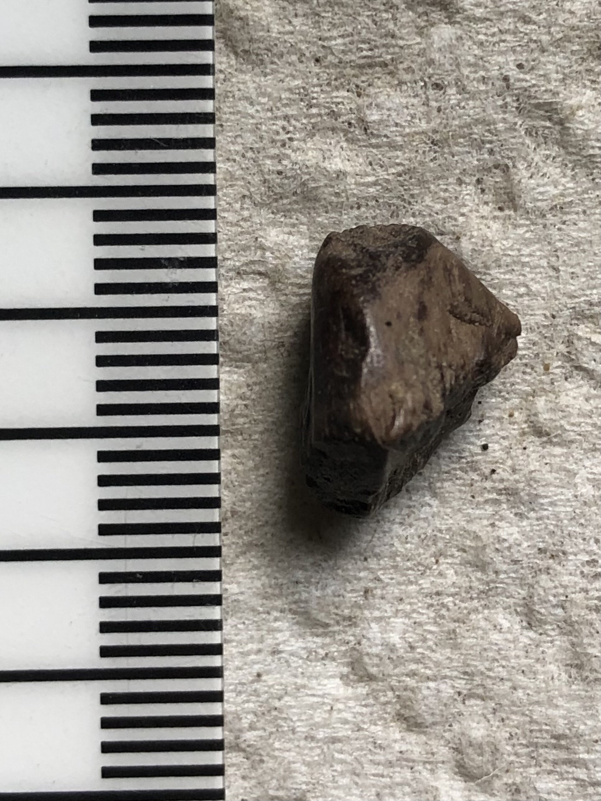Hadrosaur spit tooth? - Fossil ID - The Fossil Forum