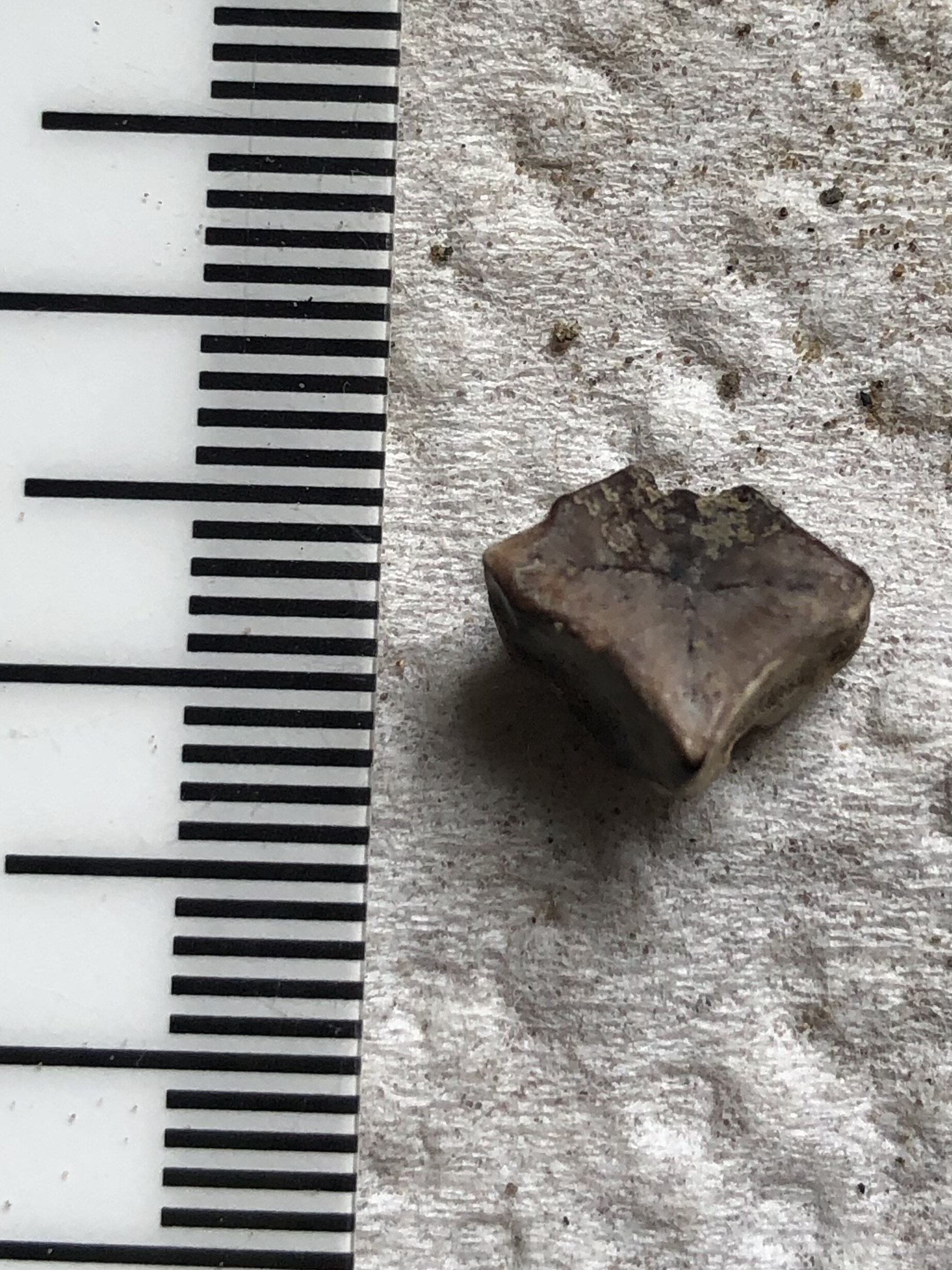 Hadrosaur spit tooth? - Fossil ID - The Fossil Forum
