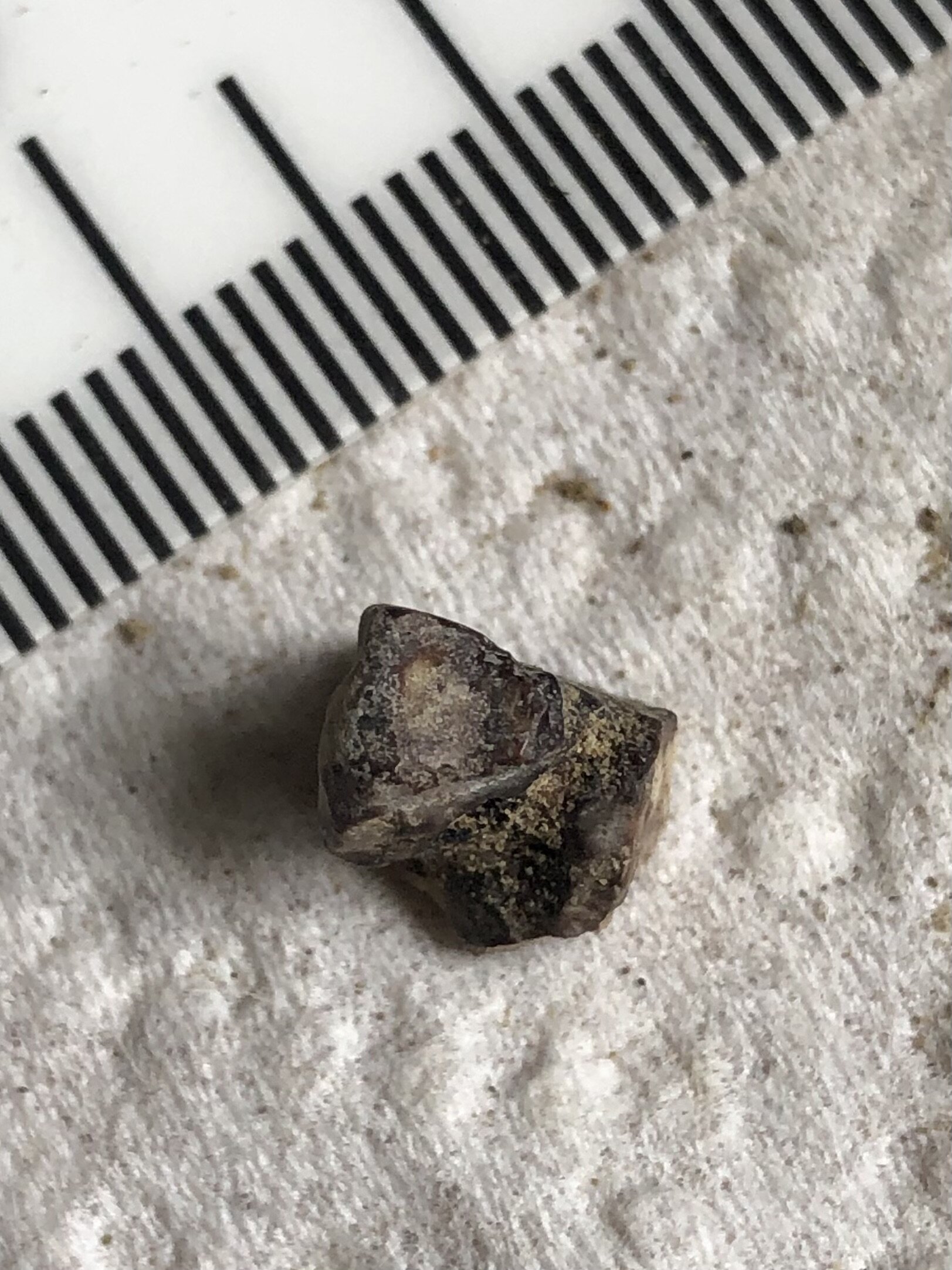Hadrosaur spit tooth? - Fossil ID - The Fossil Forum