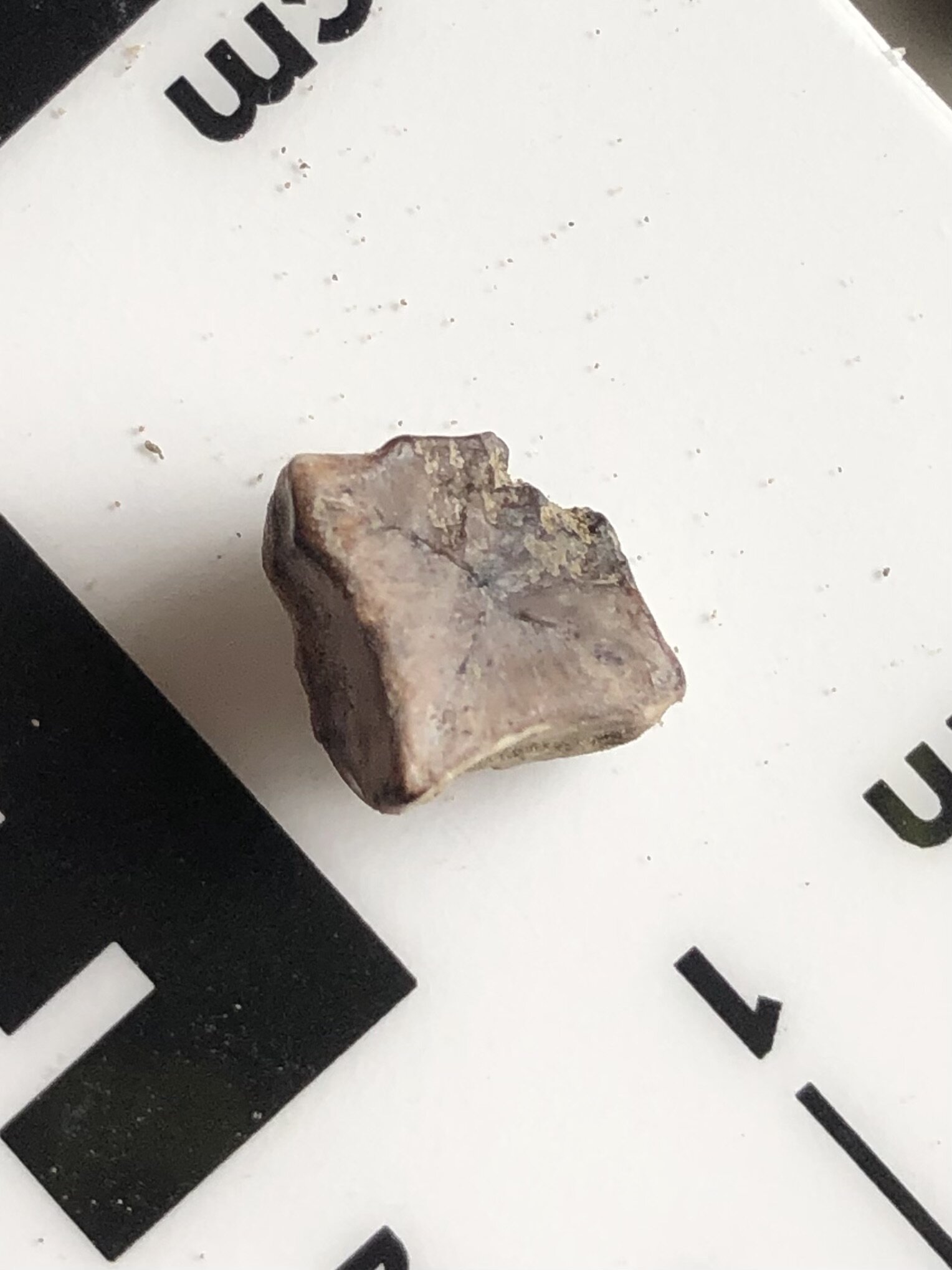 Hadrosaur spit tooth? - Fossil ID - The Fossil Forum
