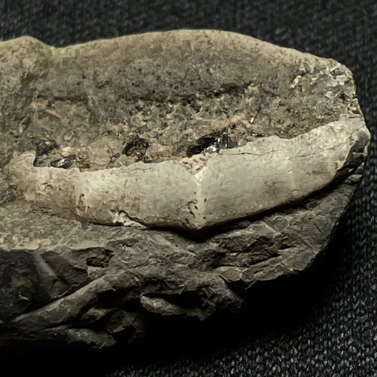 February 2024 Vertebrate Fossil Of The Month Poll - Fossil of the Month ...