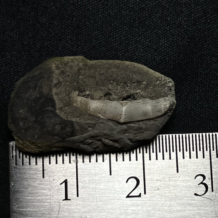 February 2024 Vertebrate Fossil Of The Month Poll - Fossil of the Month ...