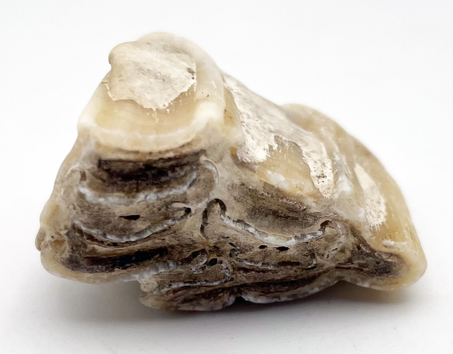Is this a tooth or barnacle? - Fossil ID - The Fossil Forum