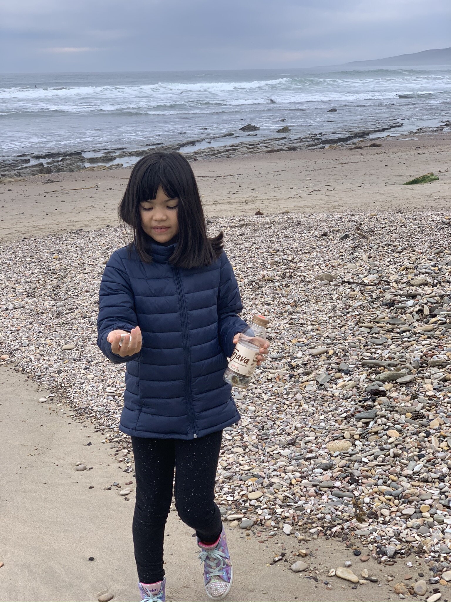 Xyne grex (Extinct Herring Relative) - Jalama Beach in Southern ...