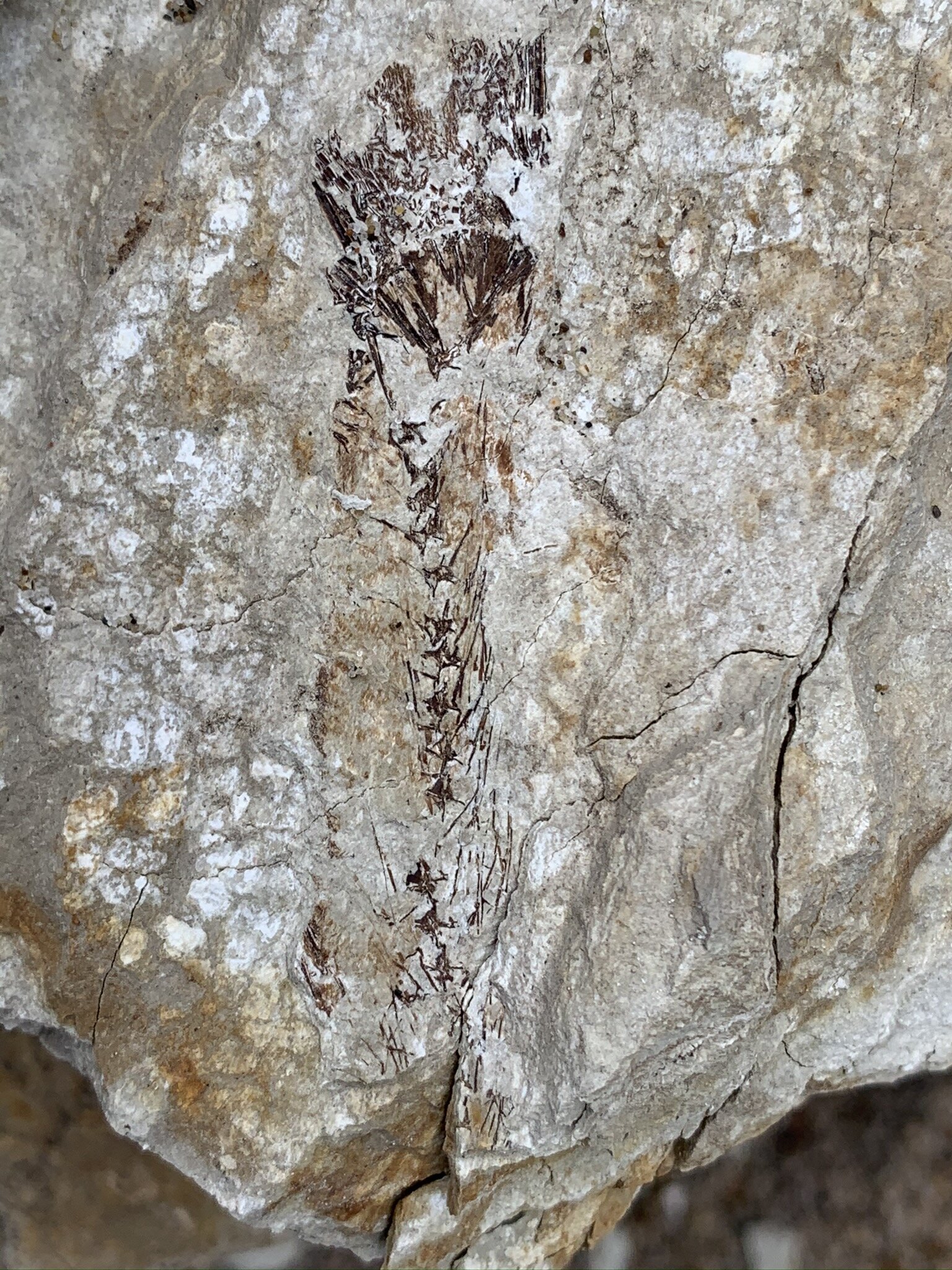 Xyne grex (Extinct Herring Relative) - Jalama Beach in Southern ...