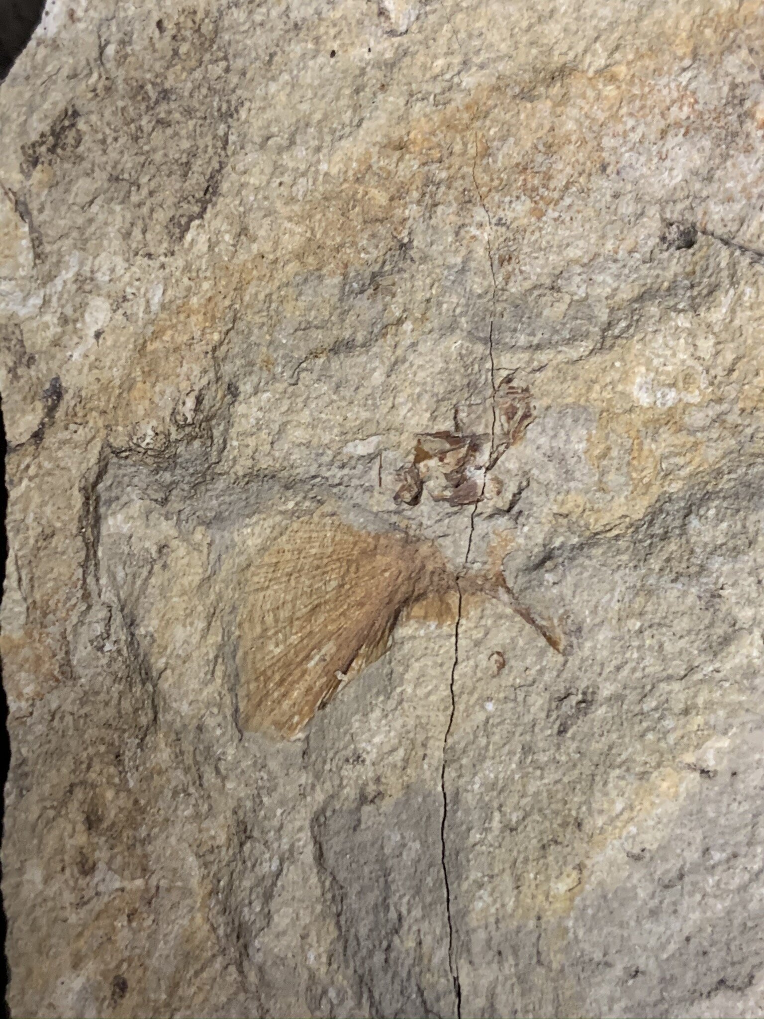 Xyne grex (Extinct Herring Relative) - Jalama Beach in Southern ...