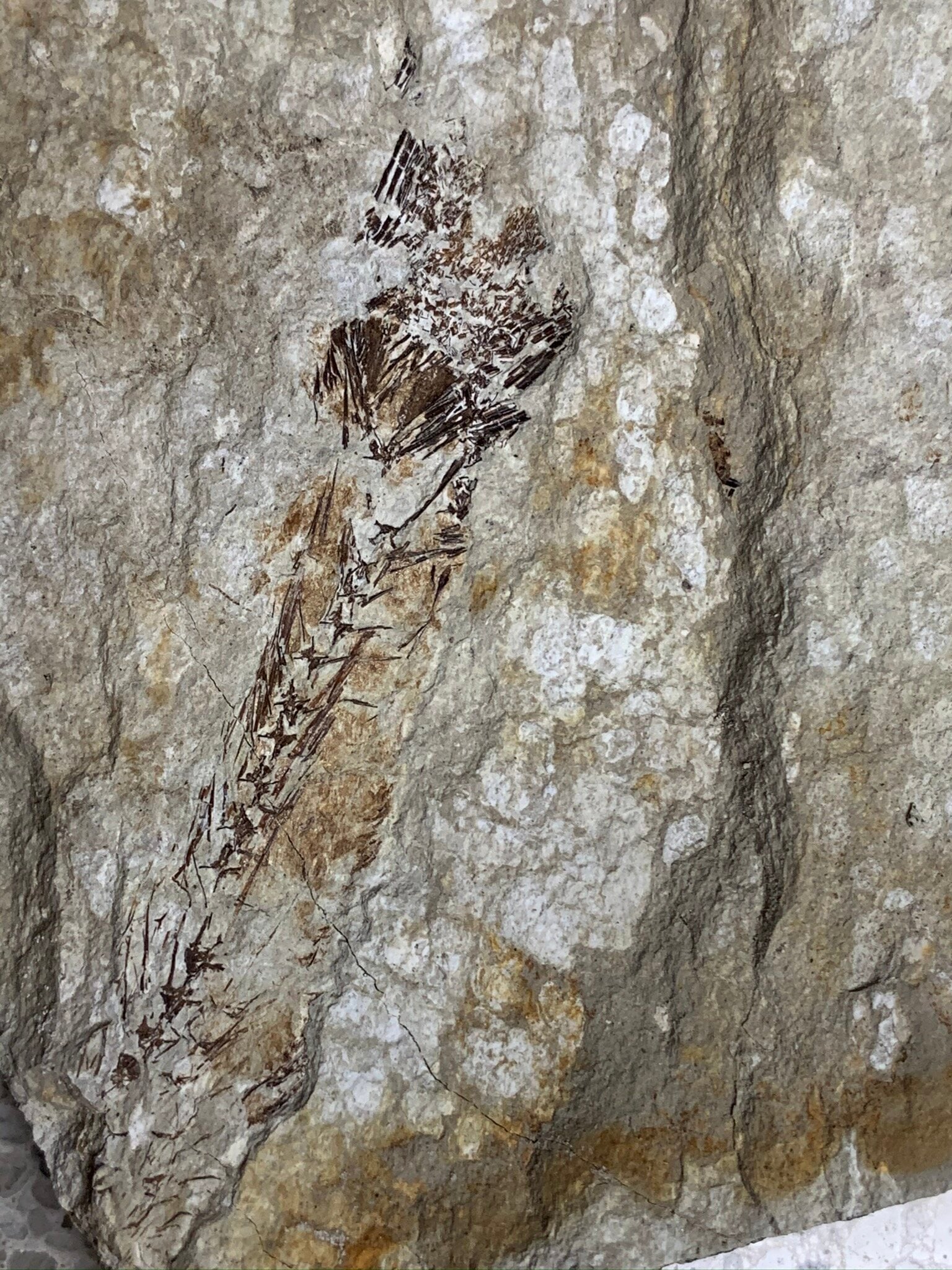 Xyne grex (Extinct Herring Relative) - Jalama Beach in Southern ...