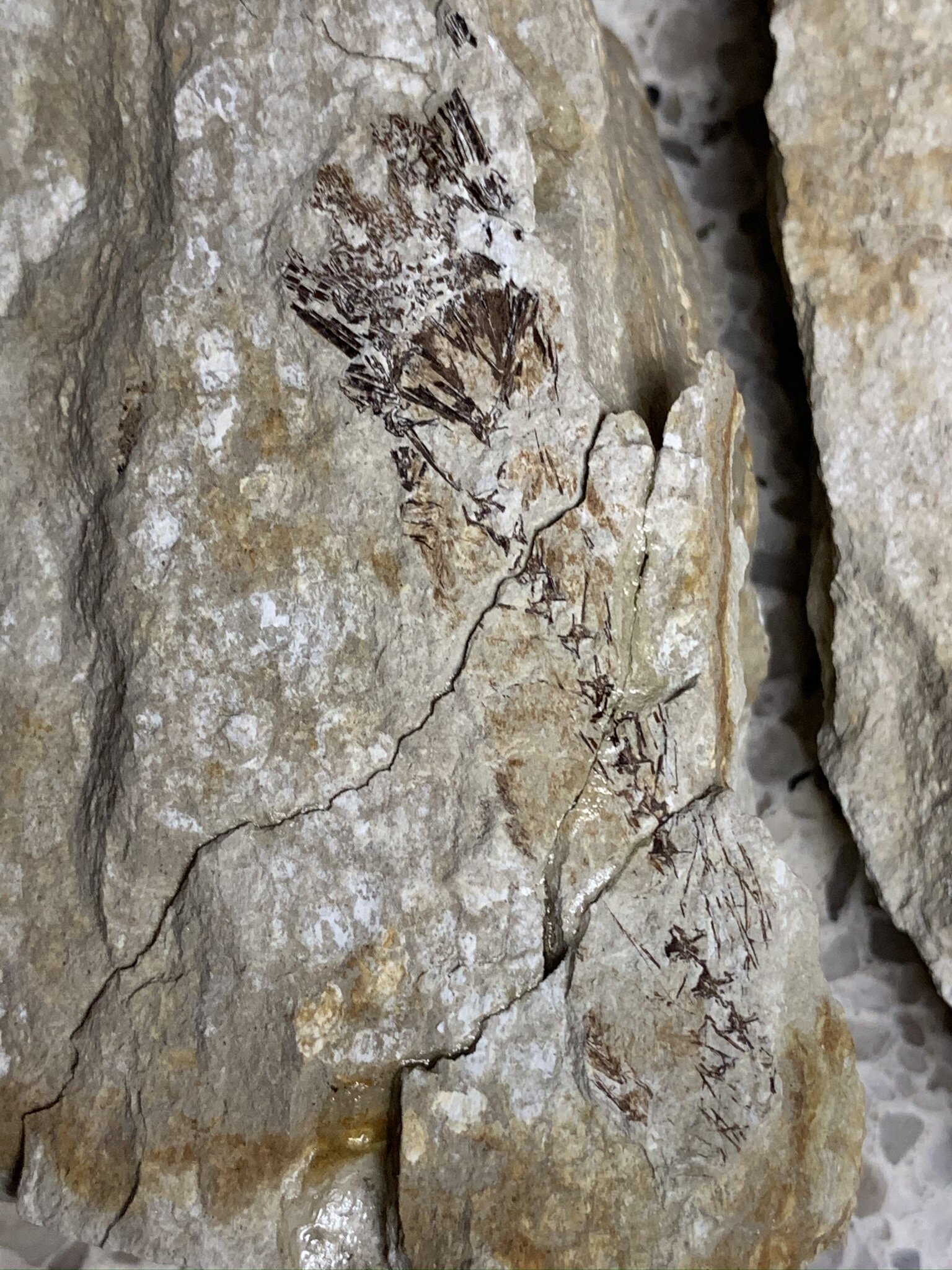 Xyne grex (Extinct Herring Relative) - Jalama Beach in Southern ...