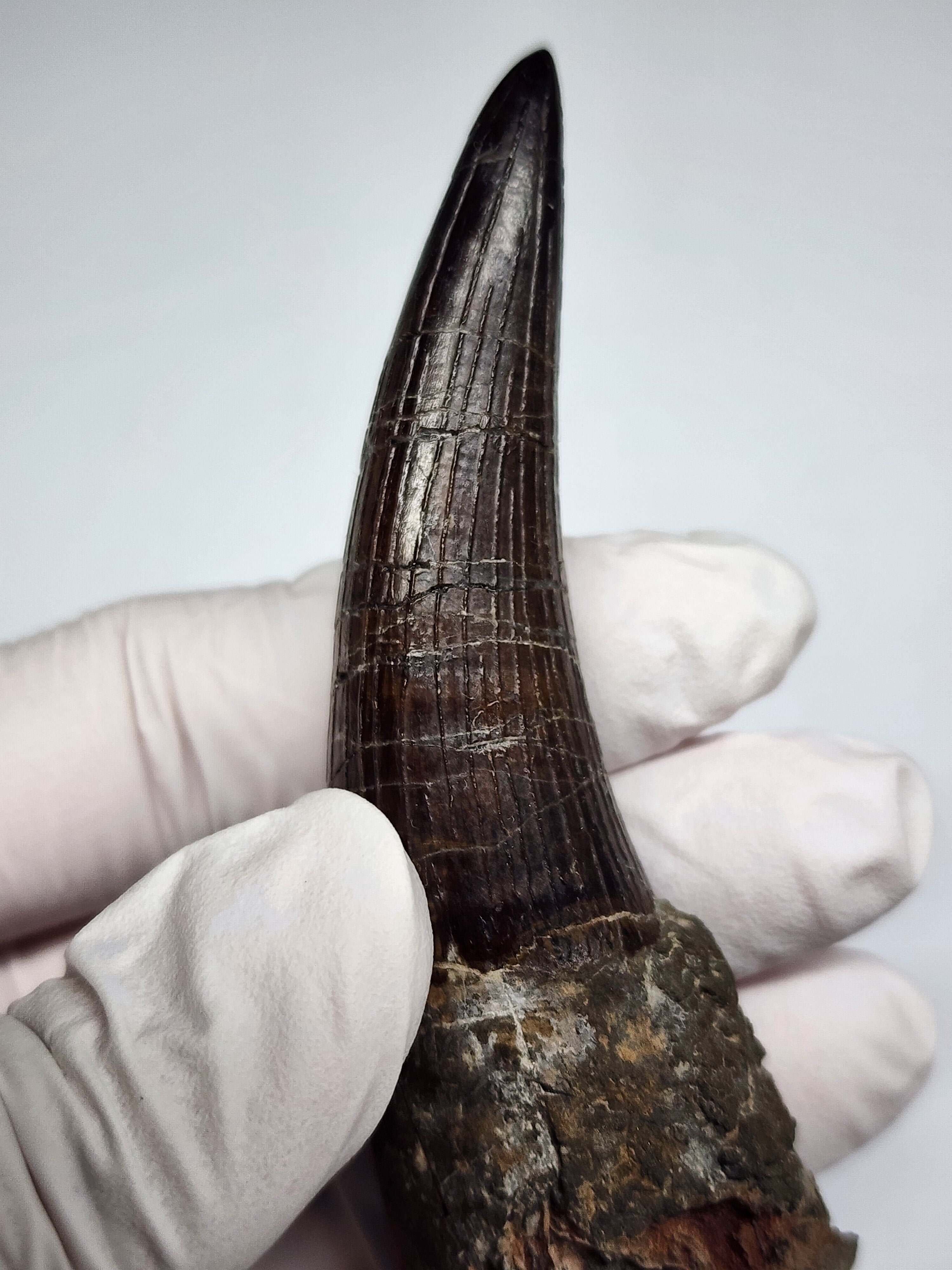 Peeled off adhesive to Pliosaur tooth - Member Collections - The Fossil ...