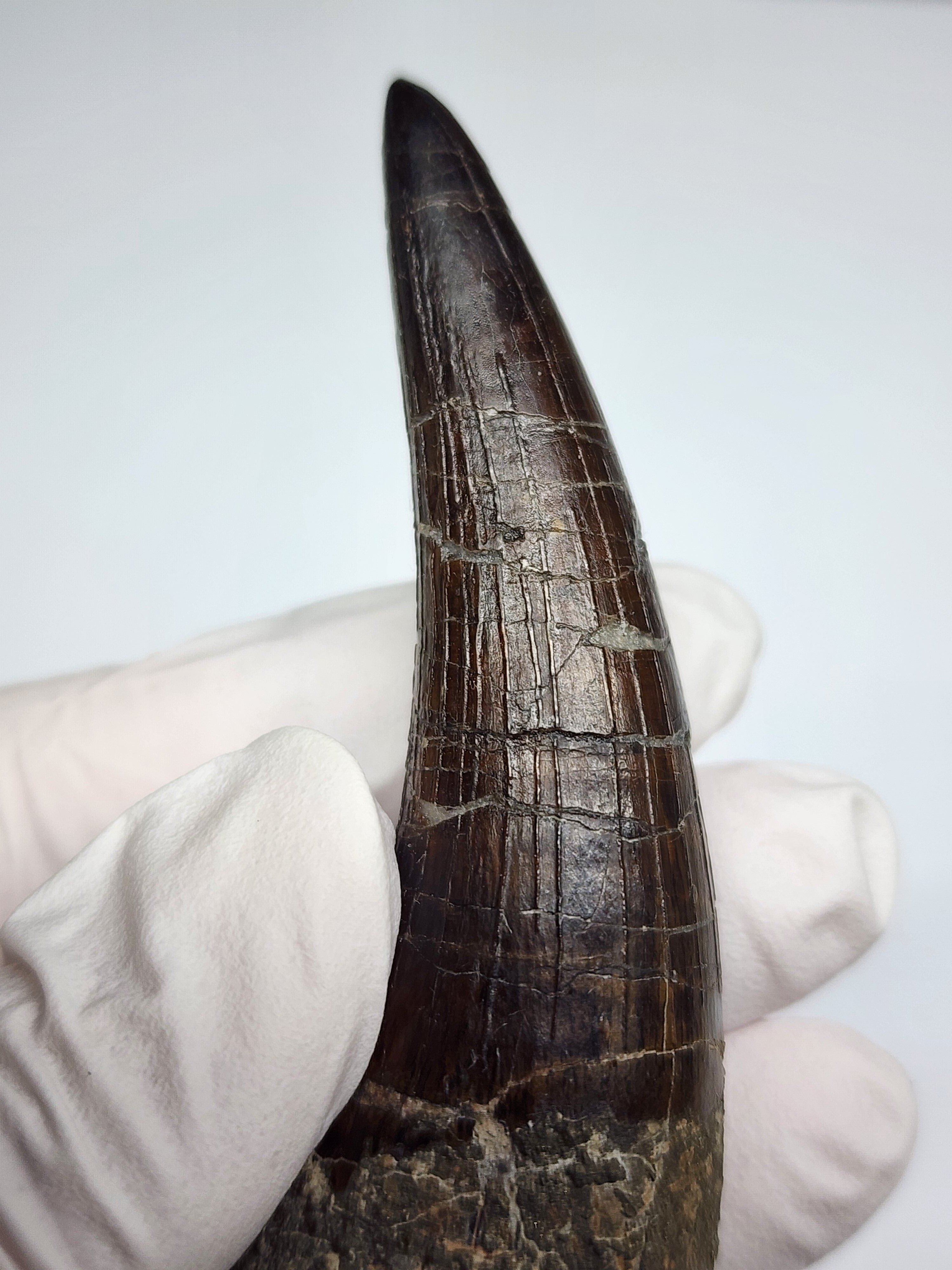 Peeled off adhesive to Pliosaur tooth - Member Collections - The Fossil ...