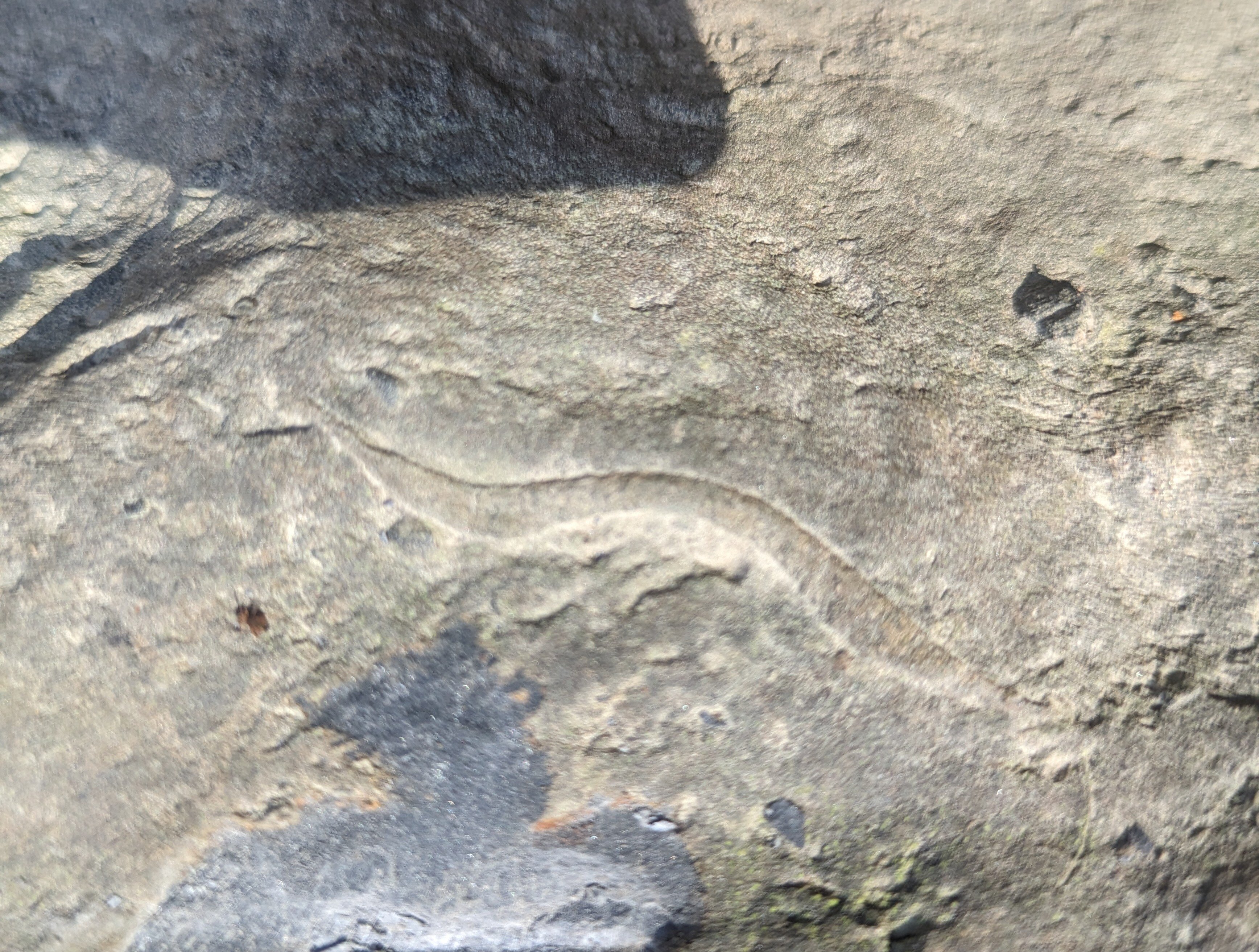 Carboniferous Worm? - Fossil ID - The Fossil Forum