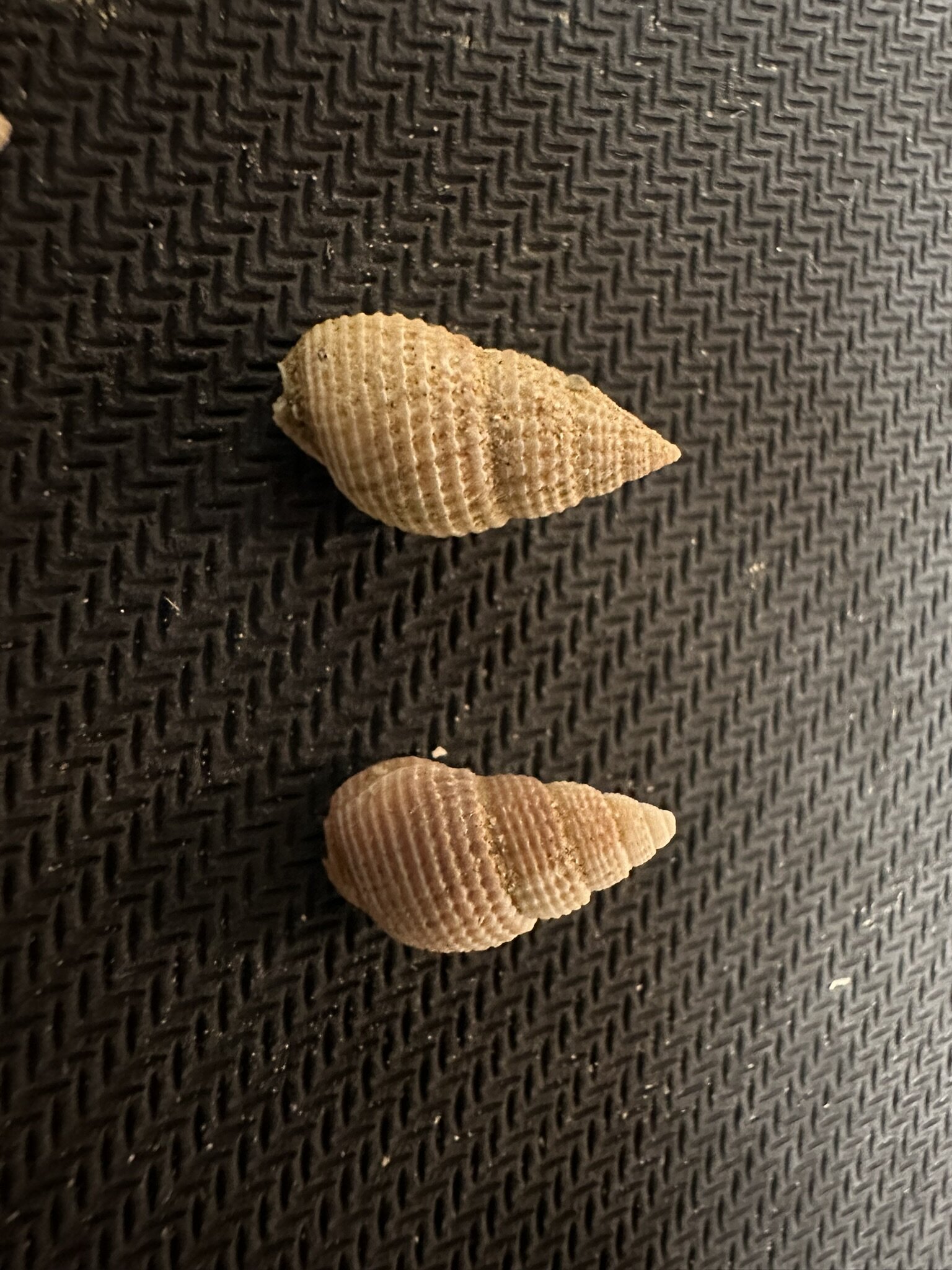 Pleistocene Shells - Rincon Point, Southern California - Member ...