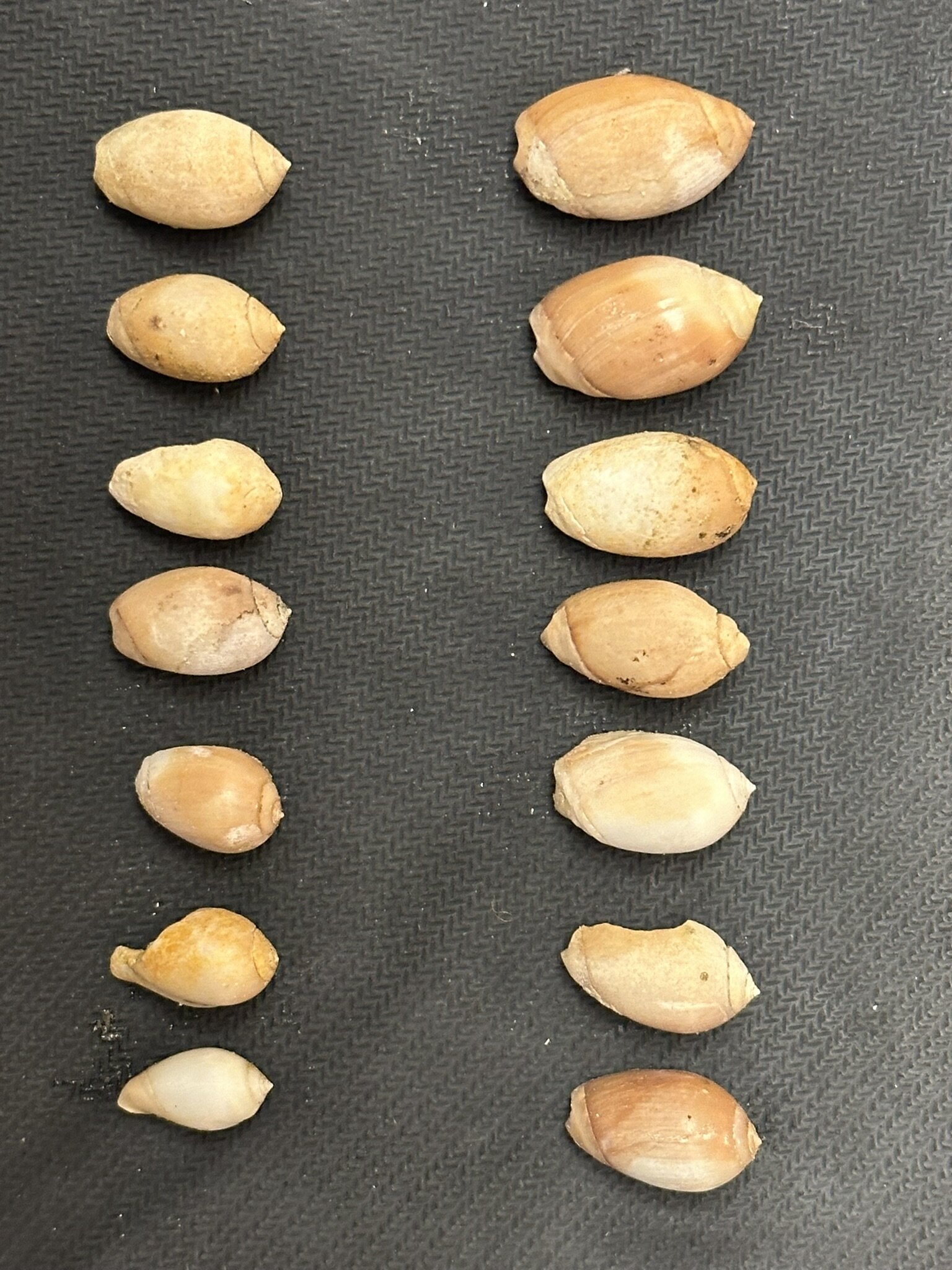 Pleistocene Shells - Rincon Point, Southern California - Member ...