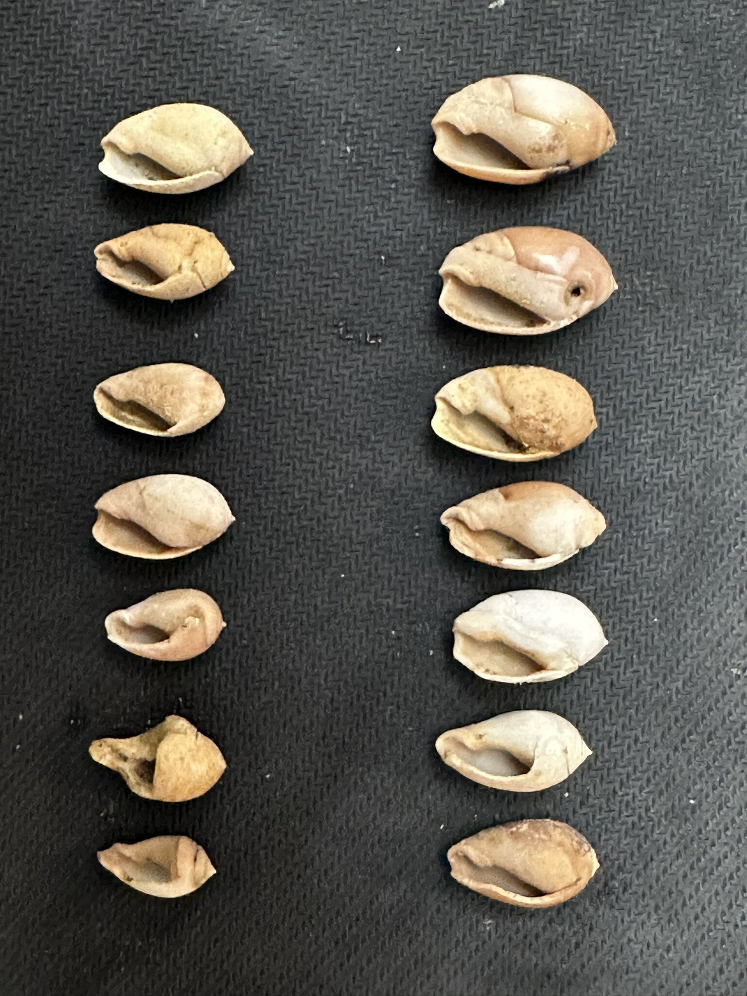 Pleistocene Shells - Rincon Point, Southern California - Member ...