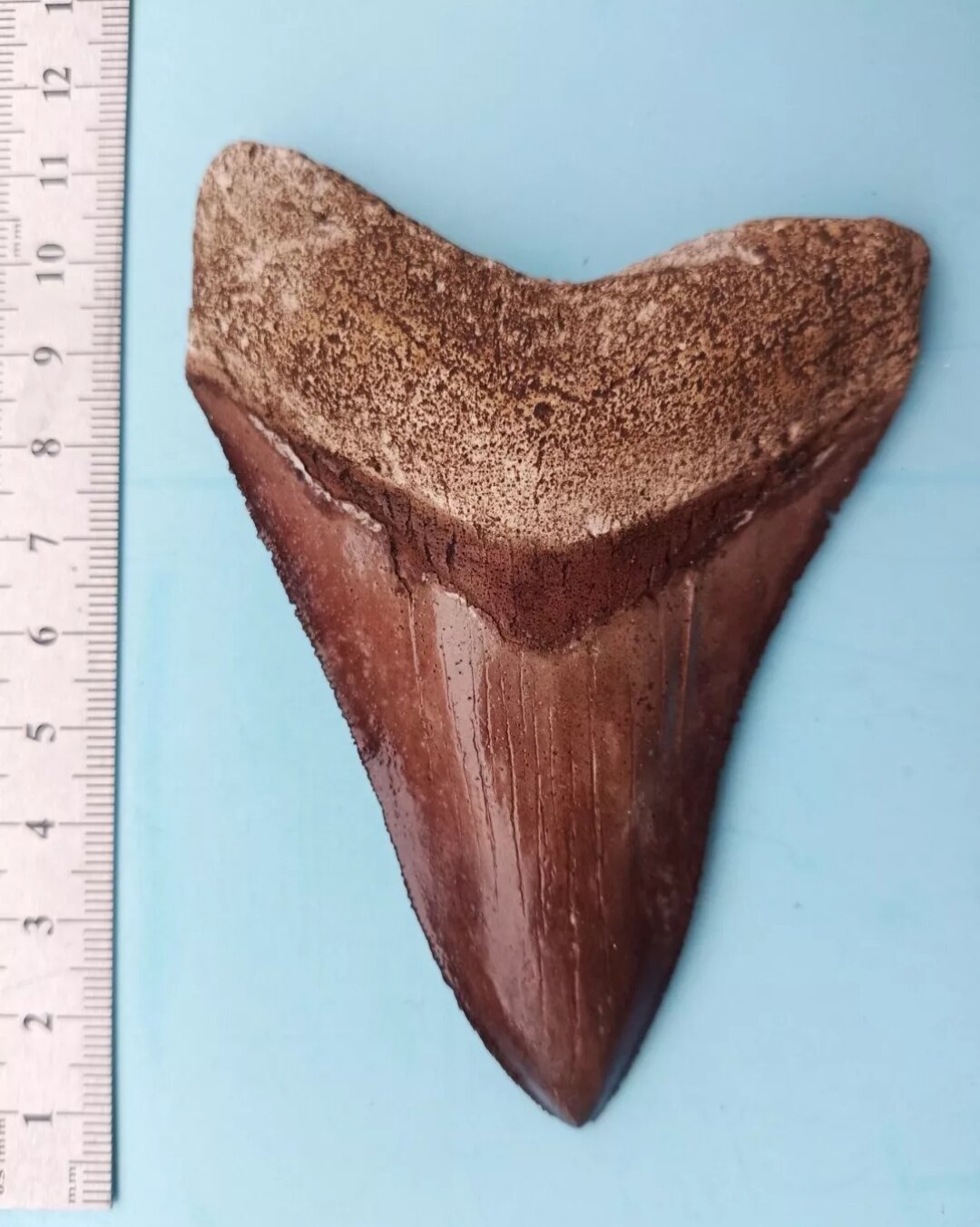 Real Meg tooth ? - Is It Real? How to Recognize Fossil Fabrications ...