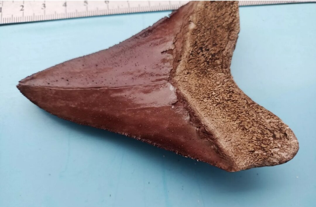 Real Meg tooth ? - Is It Real? How to Recognize Fossil Fabrications ...
