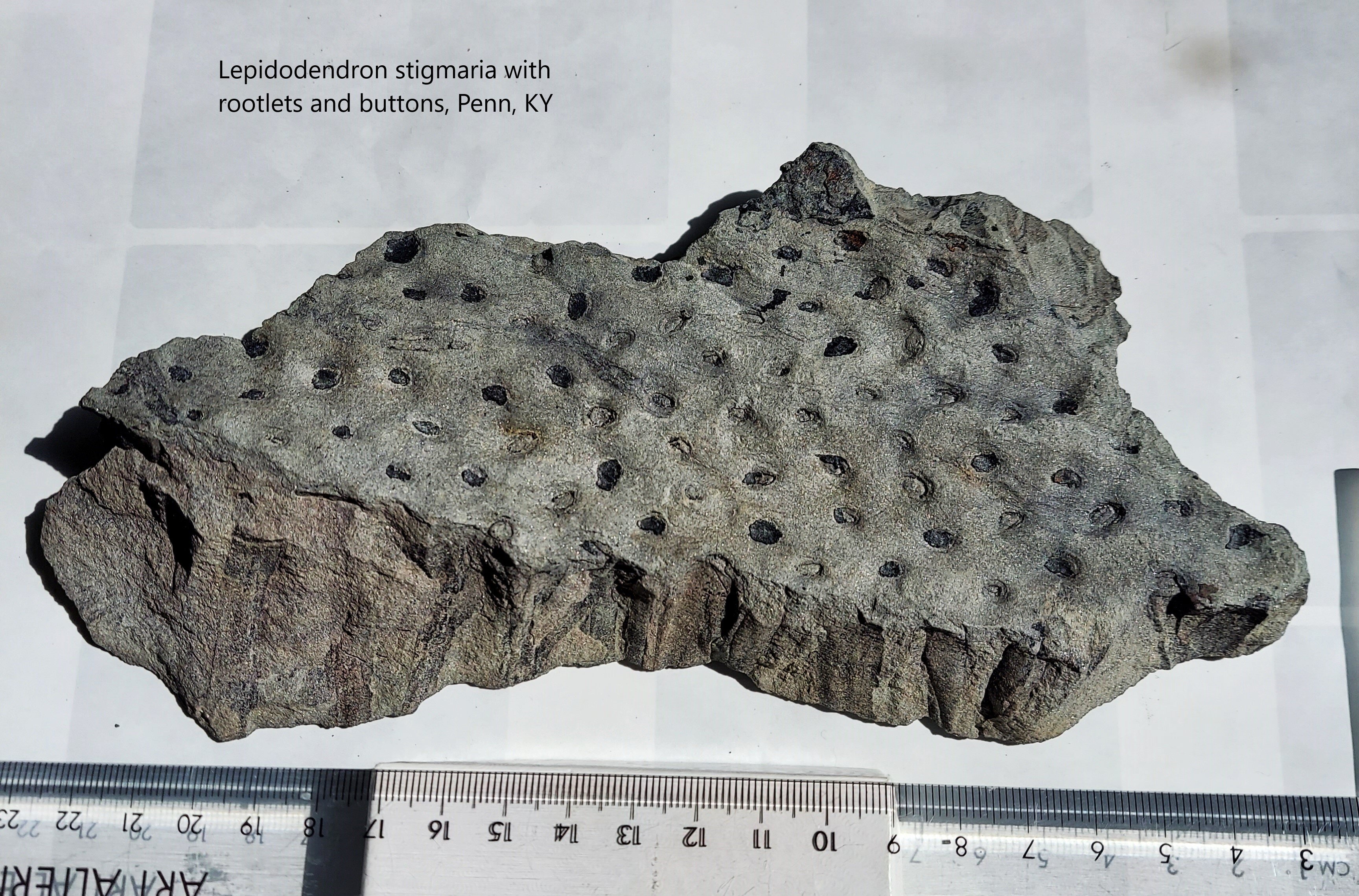 Carboniferous Pennsylavanian stigmaria identification - Fossil ID - The ...