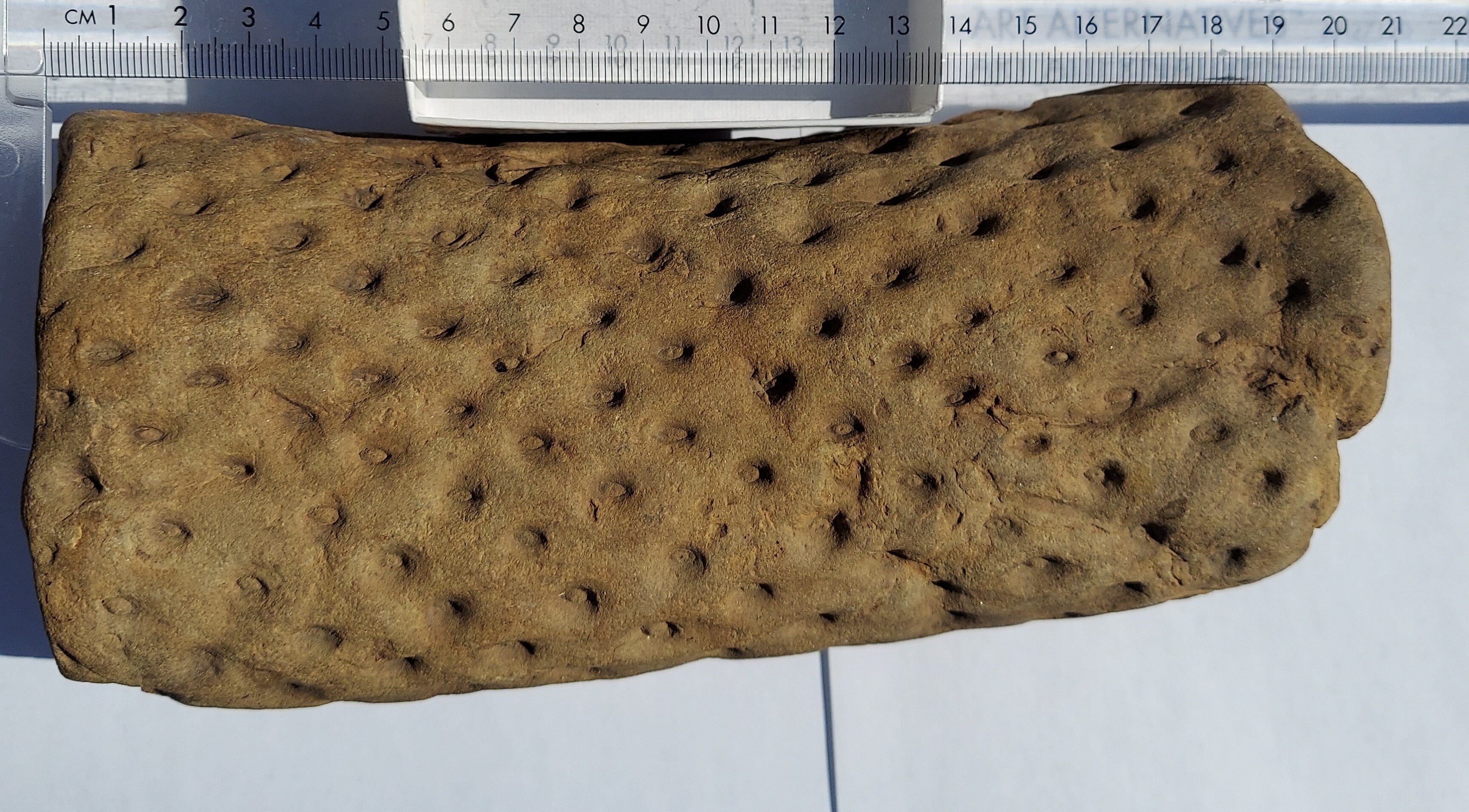 Carboniferous Pennsylavanian stigmaria identification - Fossil ID - The ...