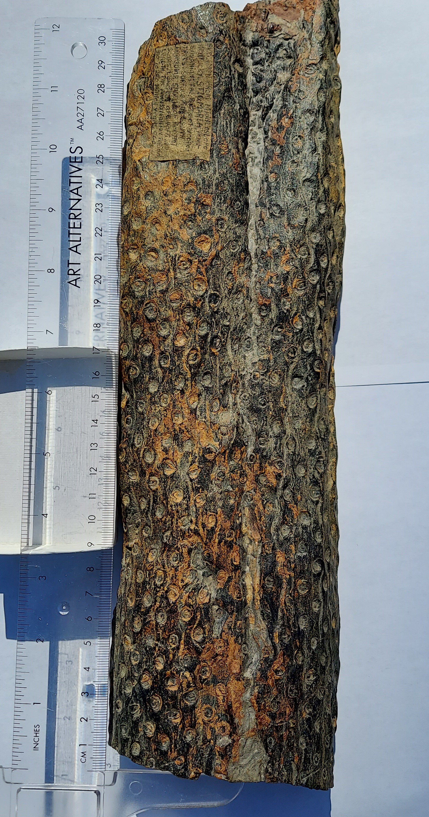 Carboniferous Pennsylavanian stigmaria identification - Fossil ID - The ...