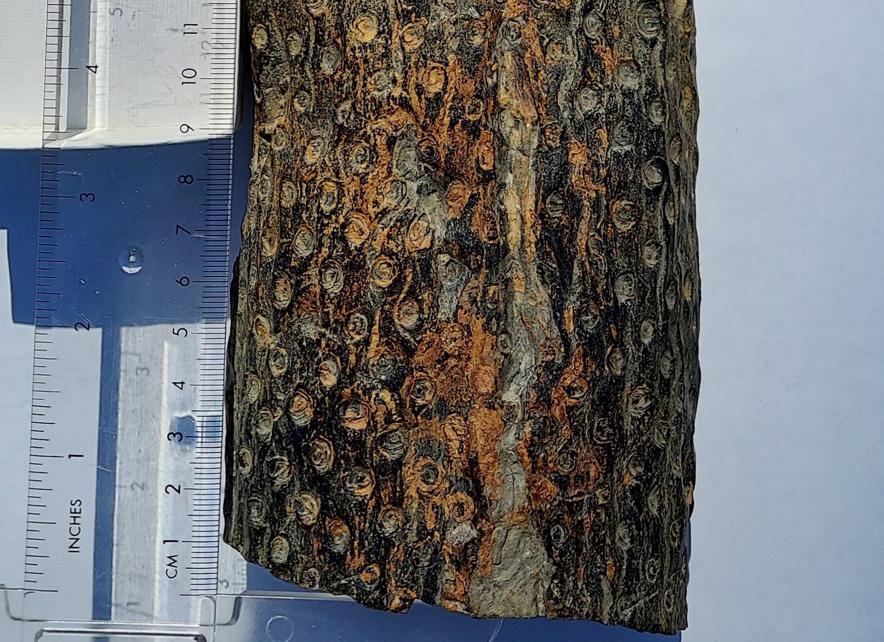 Carboniferous Pennsylavanian stigmaria identification - Fossil ID - The ...