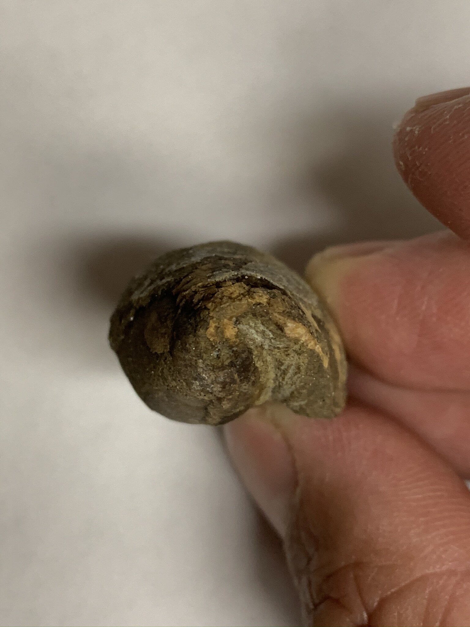 Topanga Canyon Miocene shell fossils - Southern California - Member ...