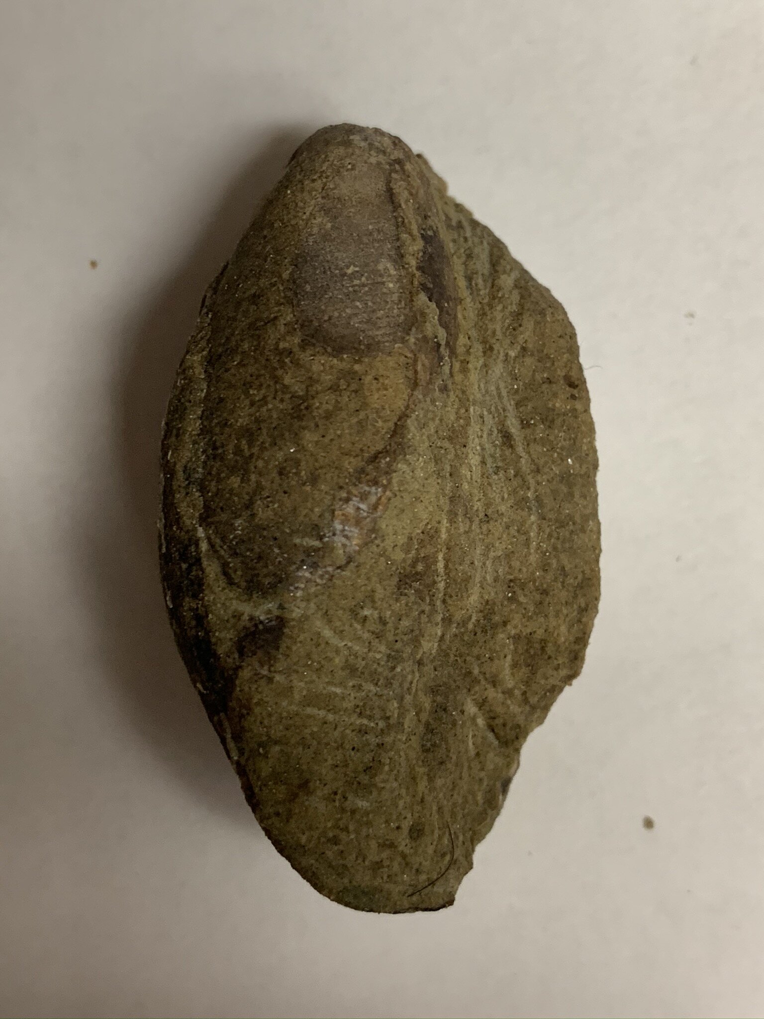 Topanga Canyon Miocene shell fossils - Southern California - Member ...