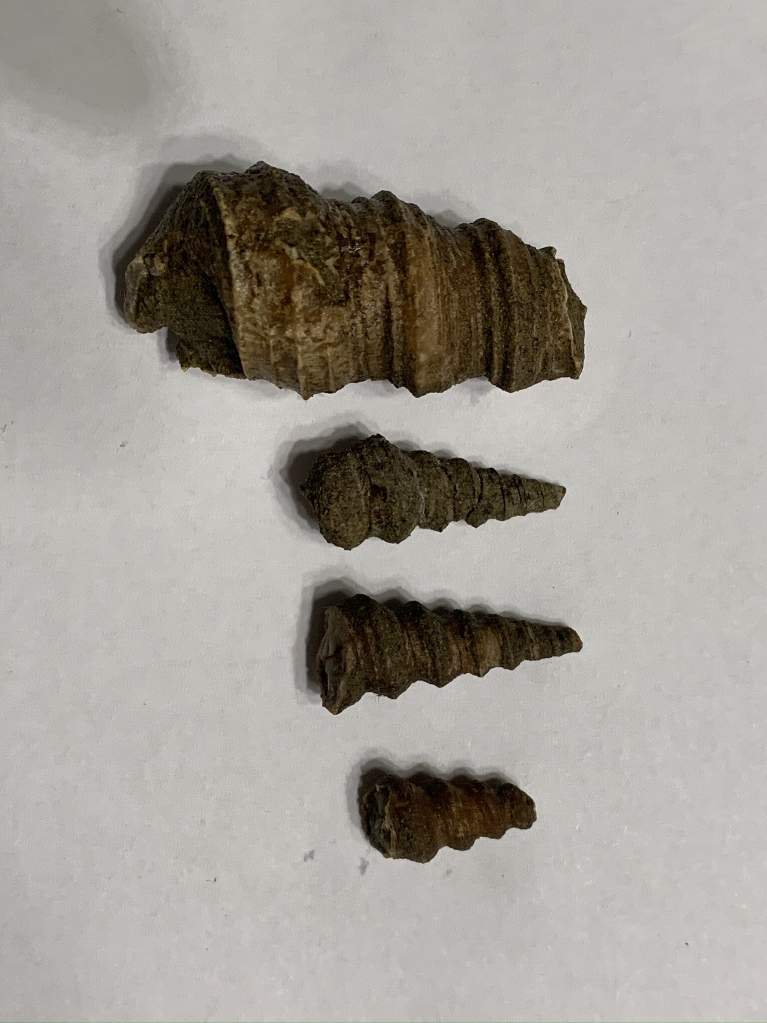 Topanga Canyon Miocene shell fossils - Southern California - Member ...