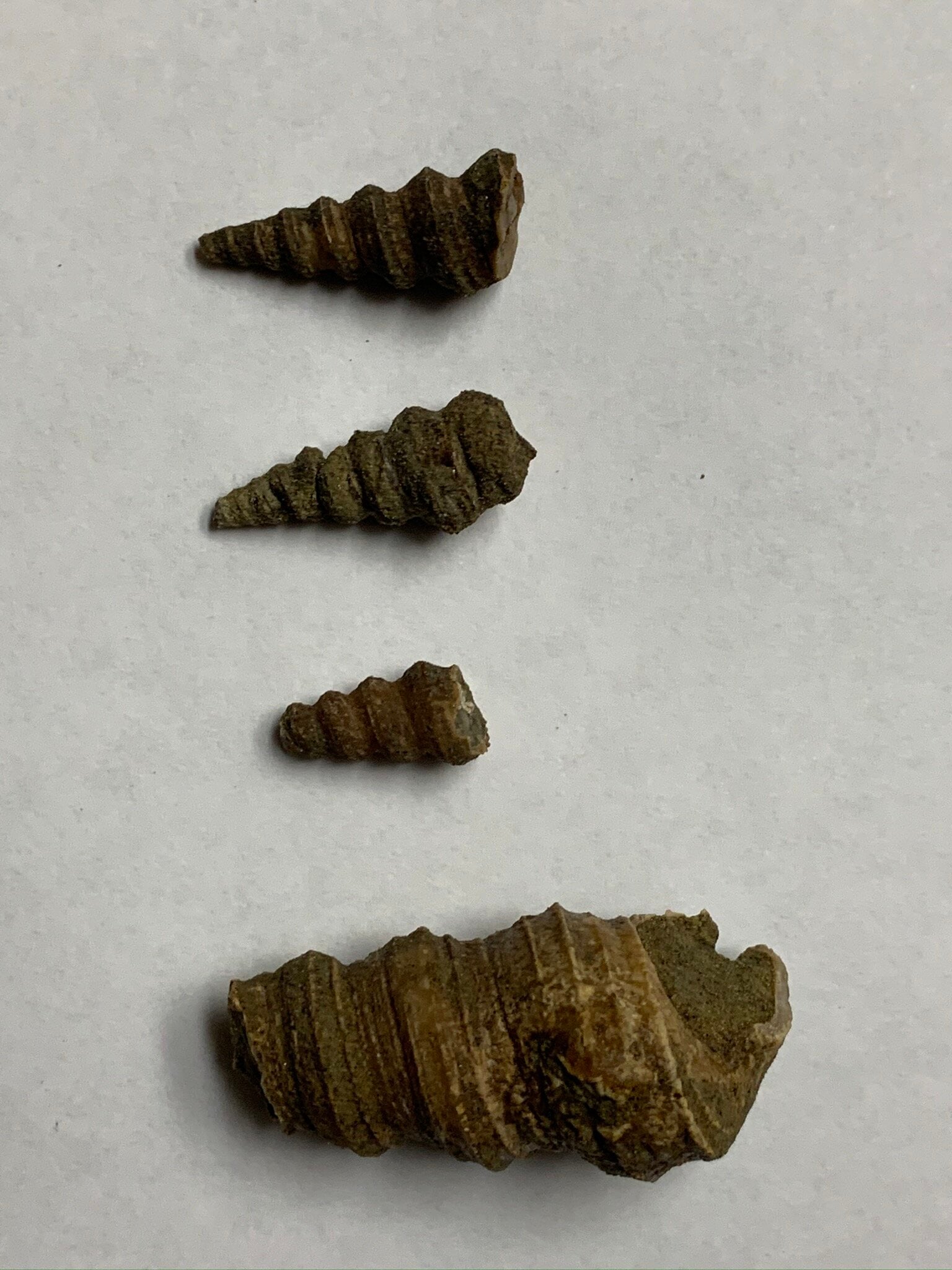 Topanga Canyon Miocene shell fossils - Southern California - Member ...