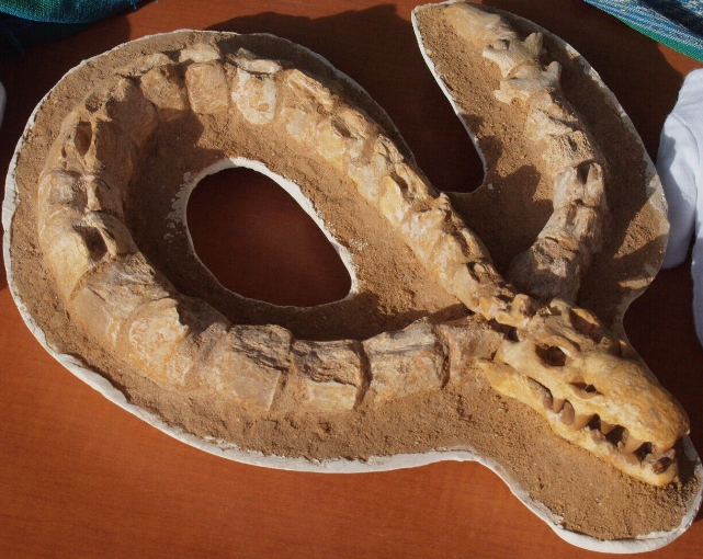 Baby Mosasaur - Is It Real? How to Recognize Fossil Fabrications - The ...