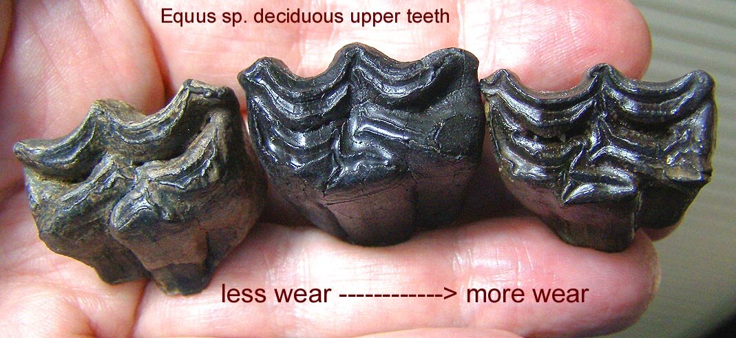 is this a fossilised tooth? if so, what animal is it from? (found on ...