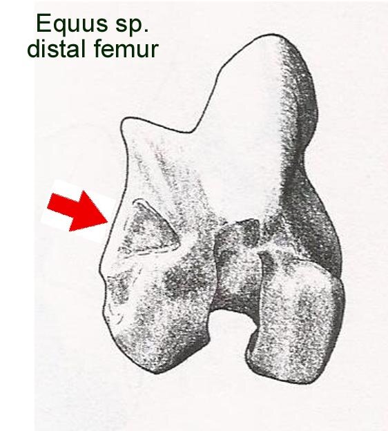 Bones - Old Orchard Beach, Maine - Fossil ID - The Fossil Forum