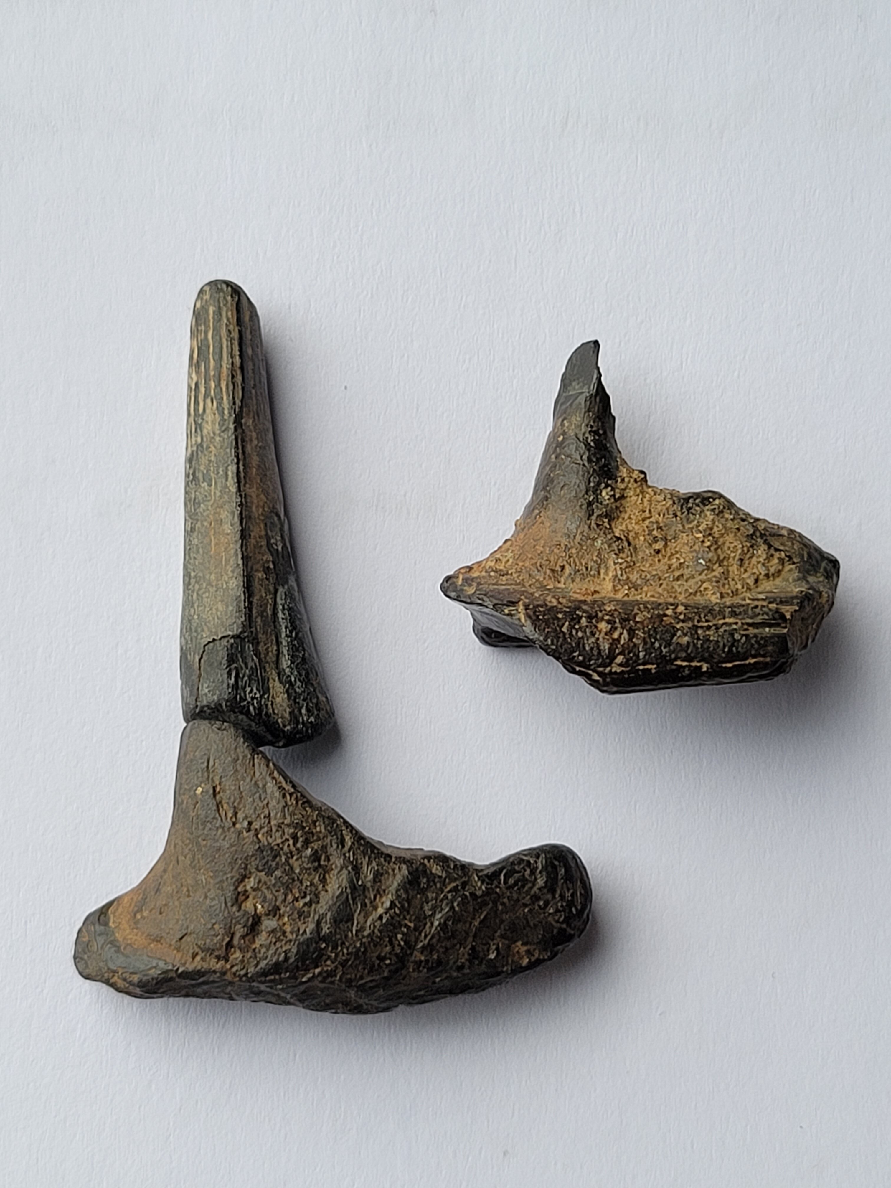 Bone fragments - Fossil ID - The Fossil Forum